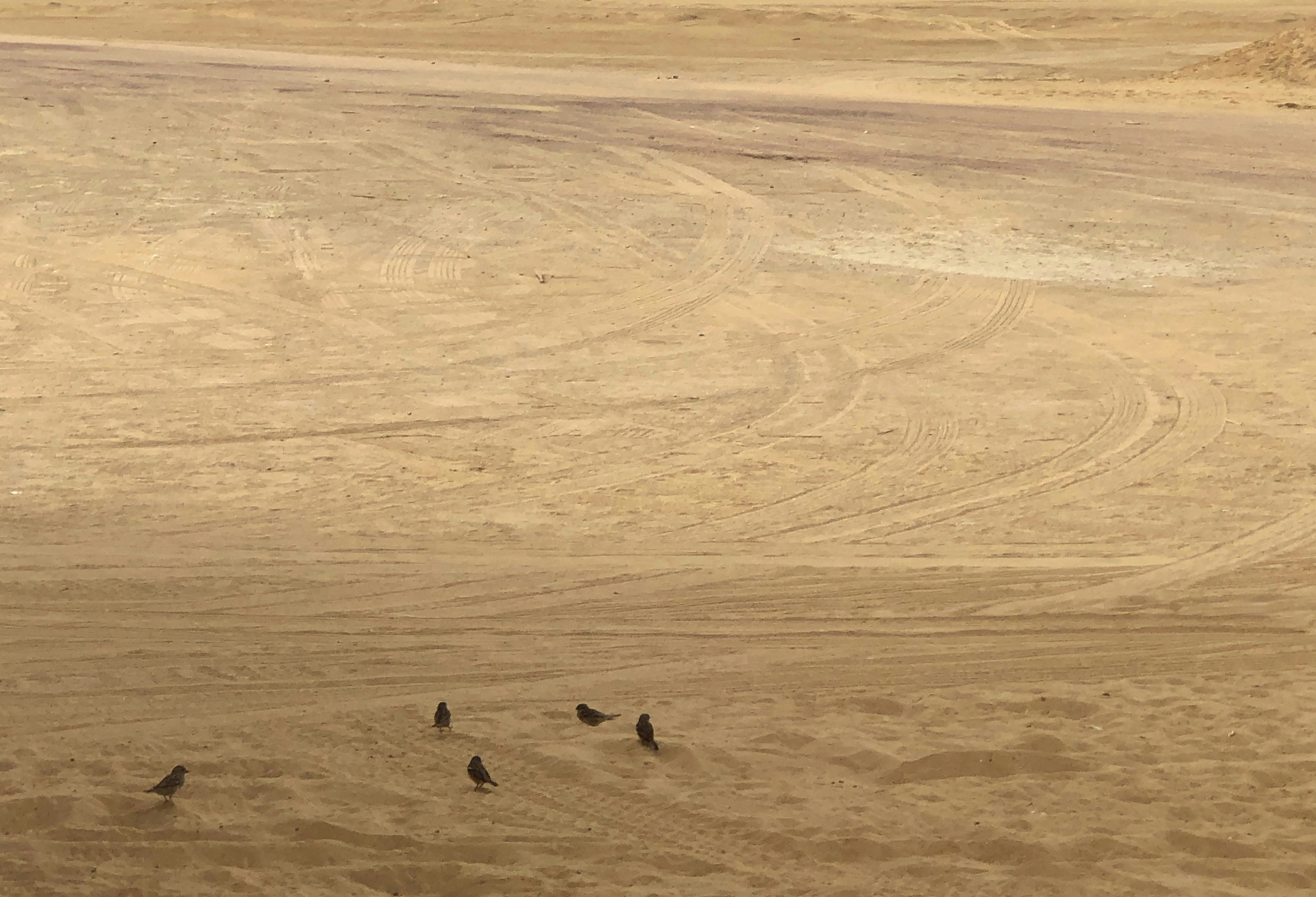 A Mini Flock on a Quiet Desert Canvas
