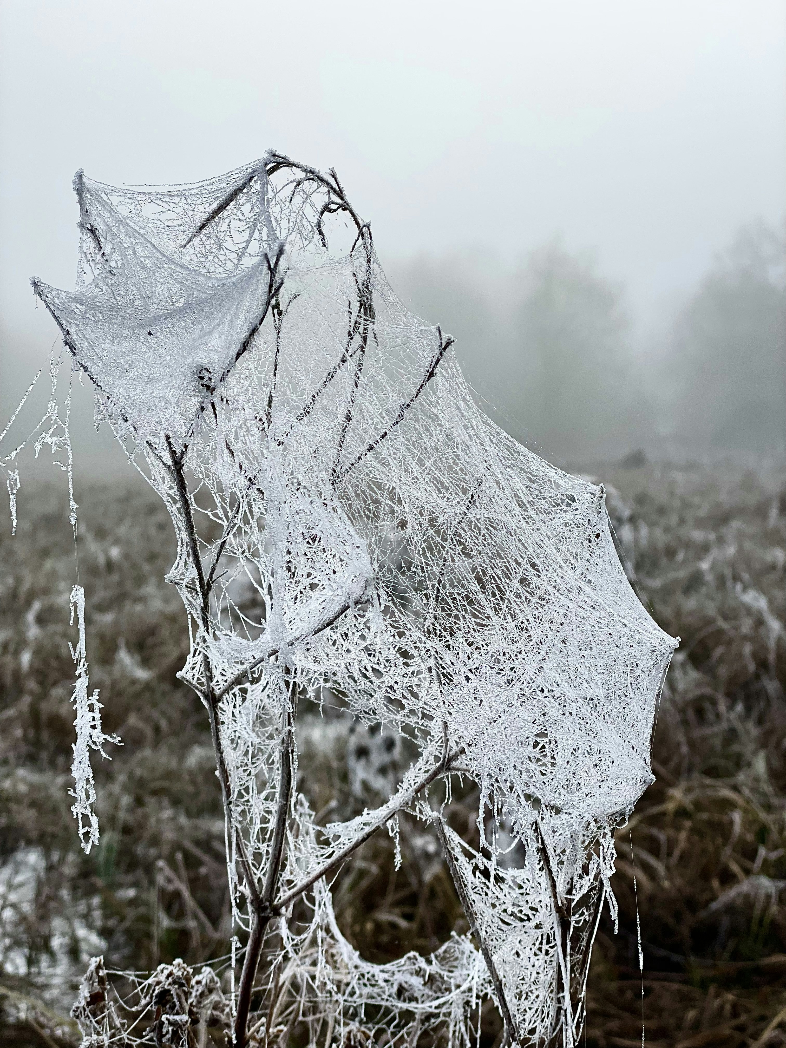Icy Veil on a Withered Stem