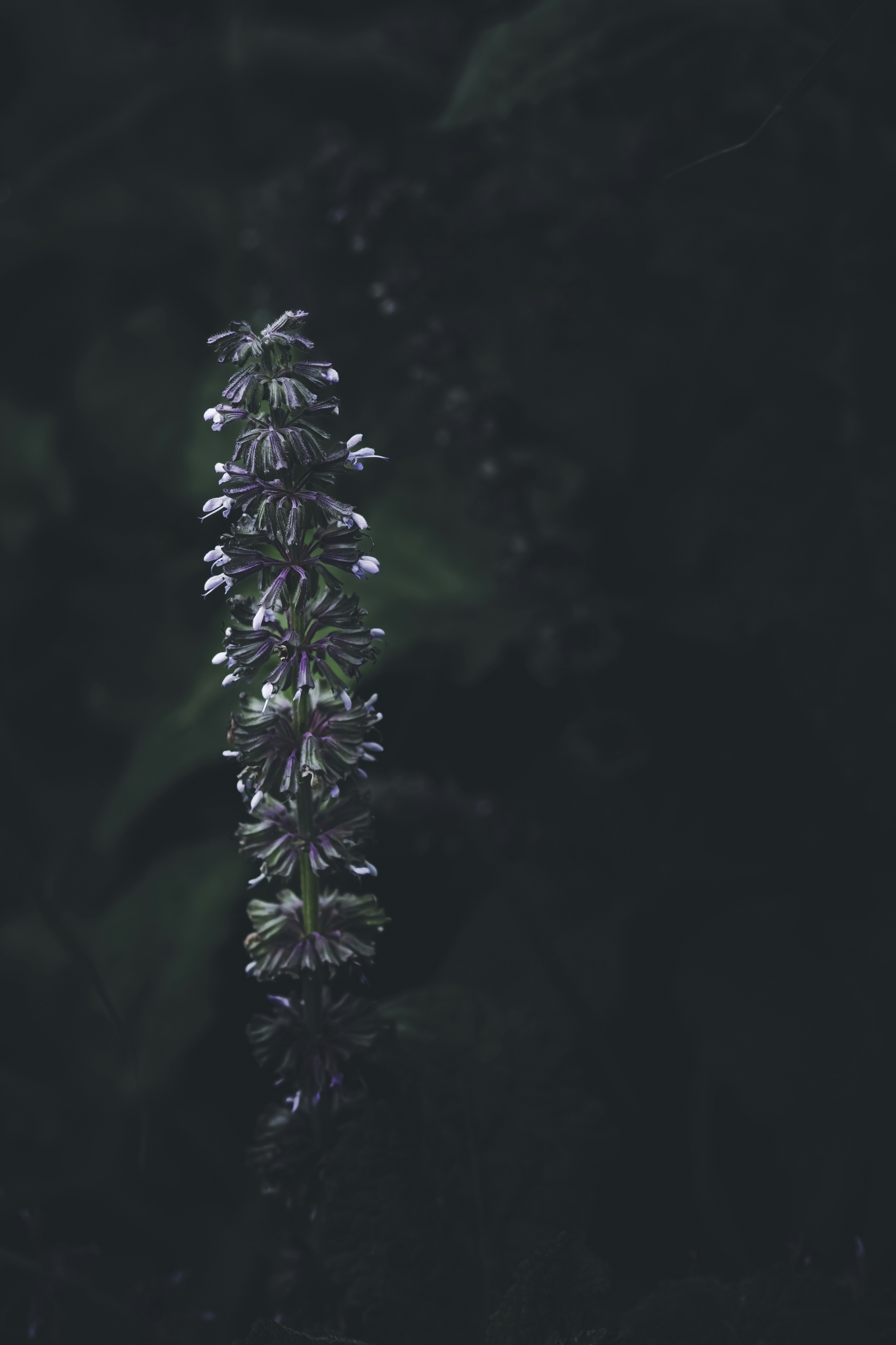 Small purple Sage flowers on a meadow