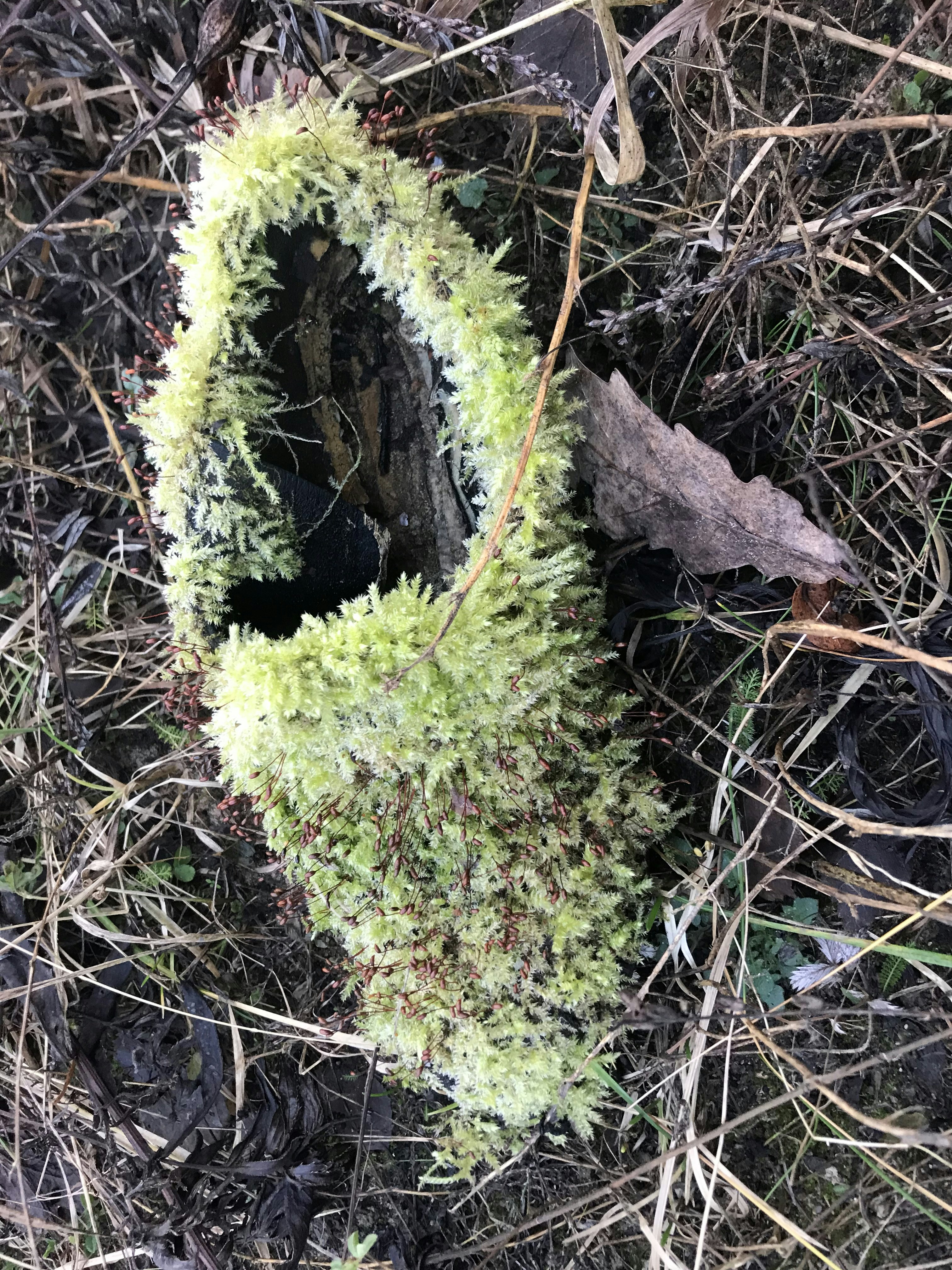 Moss-Covered Shoe Reclines in a Wet Meadow