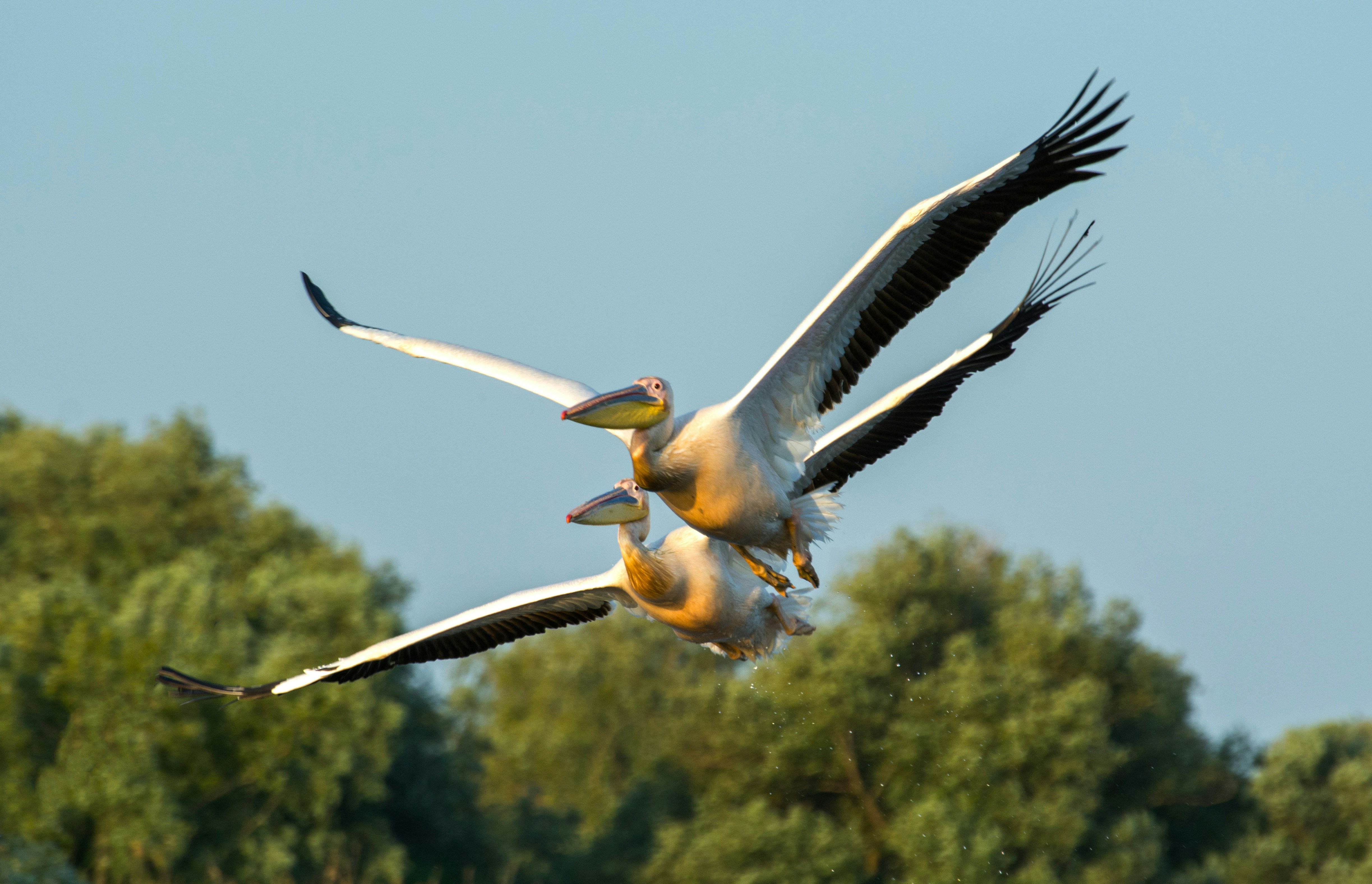 a couple of birds flying through a blue sky