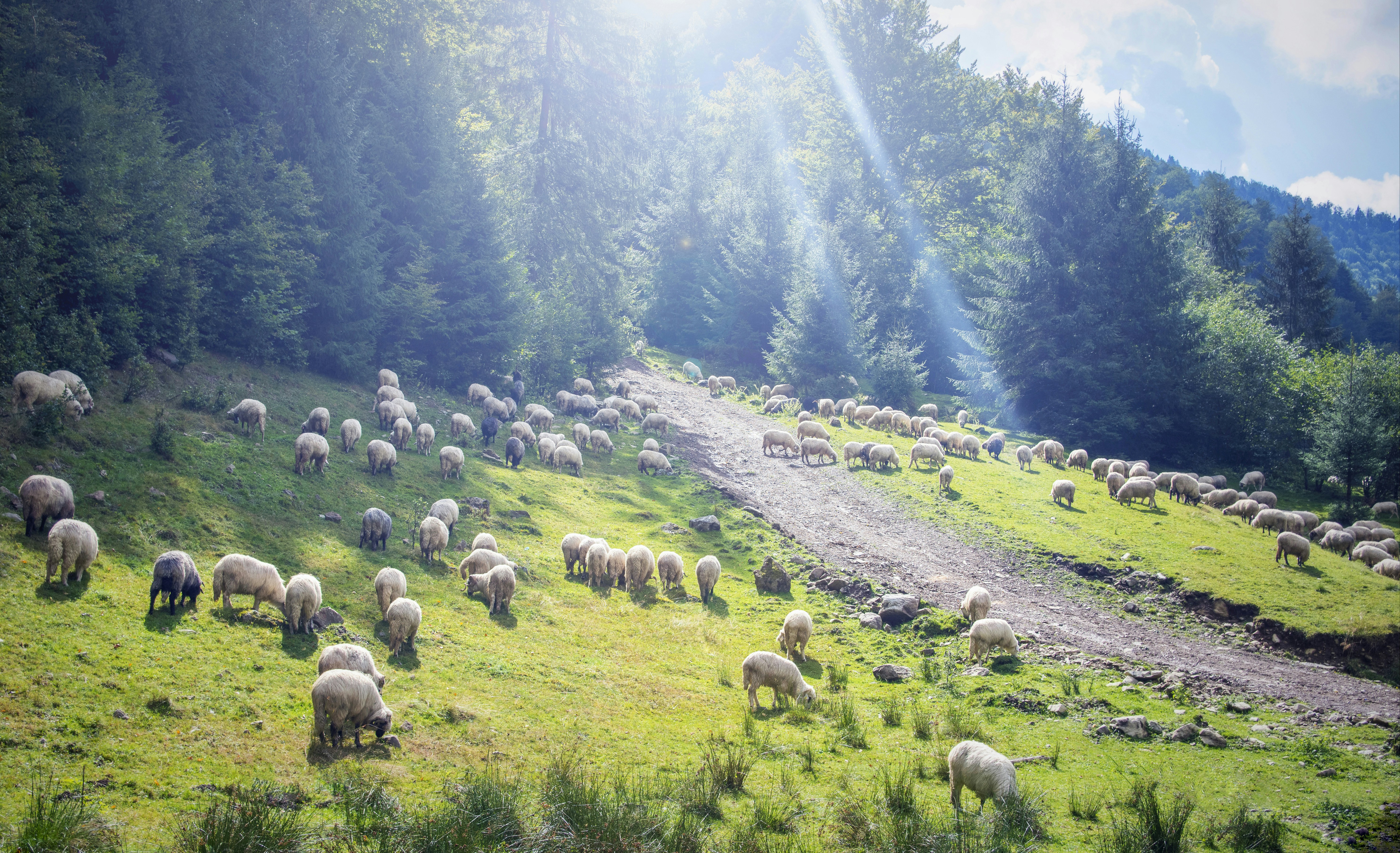 A herd of sheep grazing on a lush green hillside photo – Free Pastorit ...