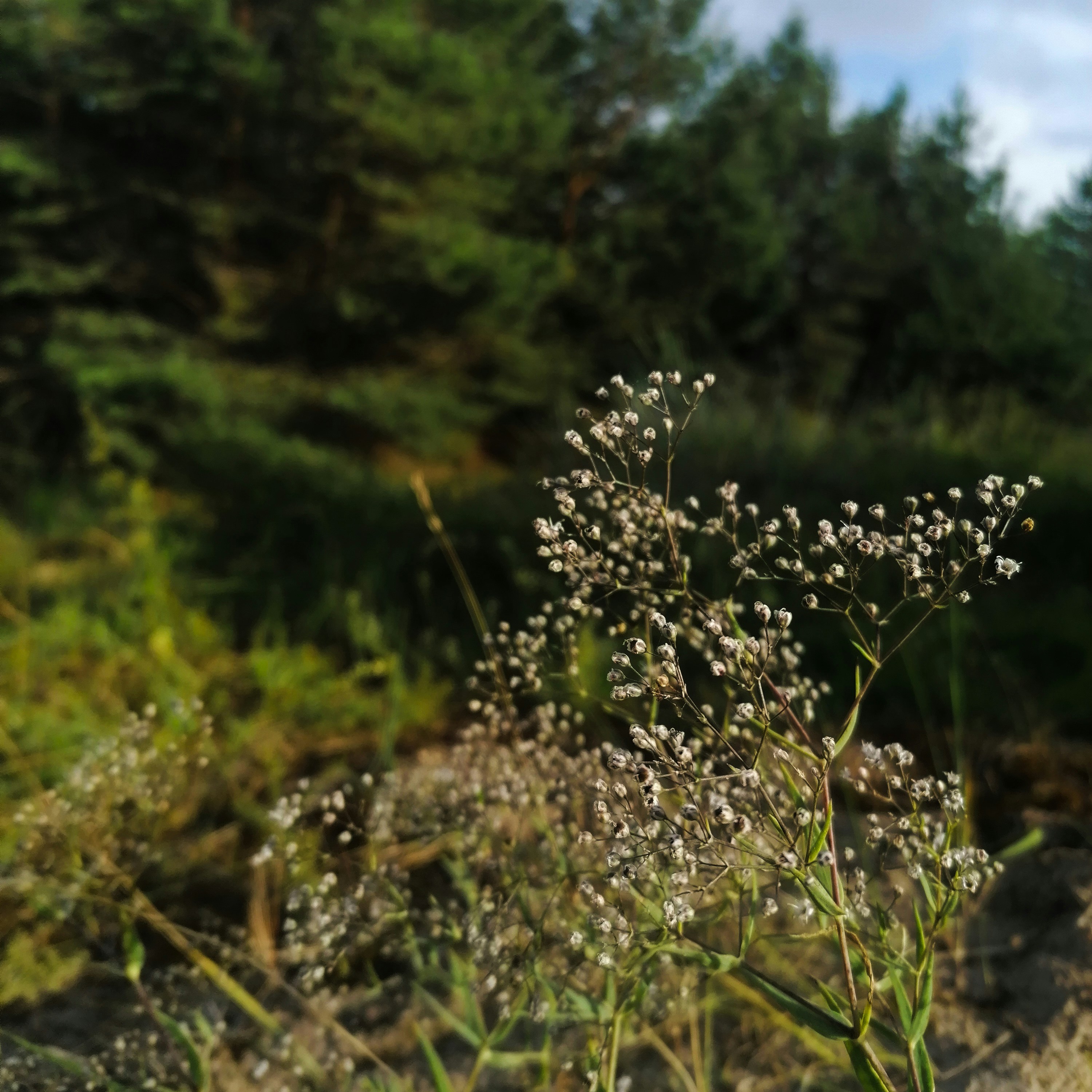 Tiny White Seed Clusters Glow at the Edge of a Quiet Meadow