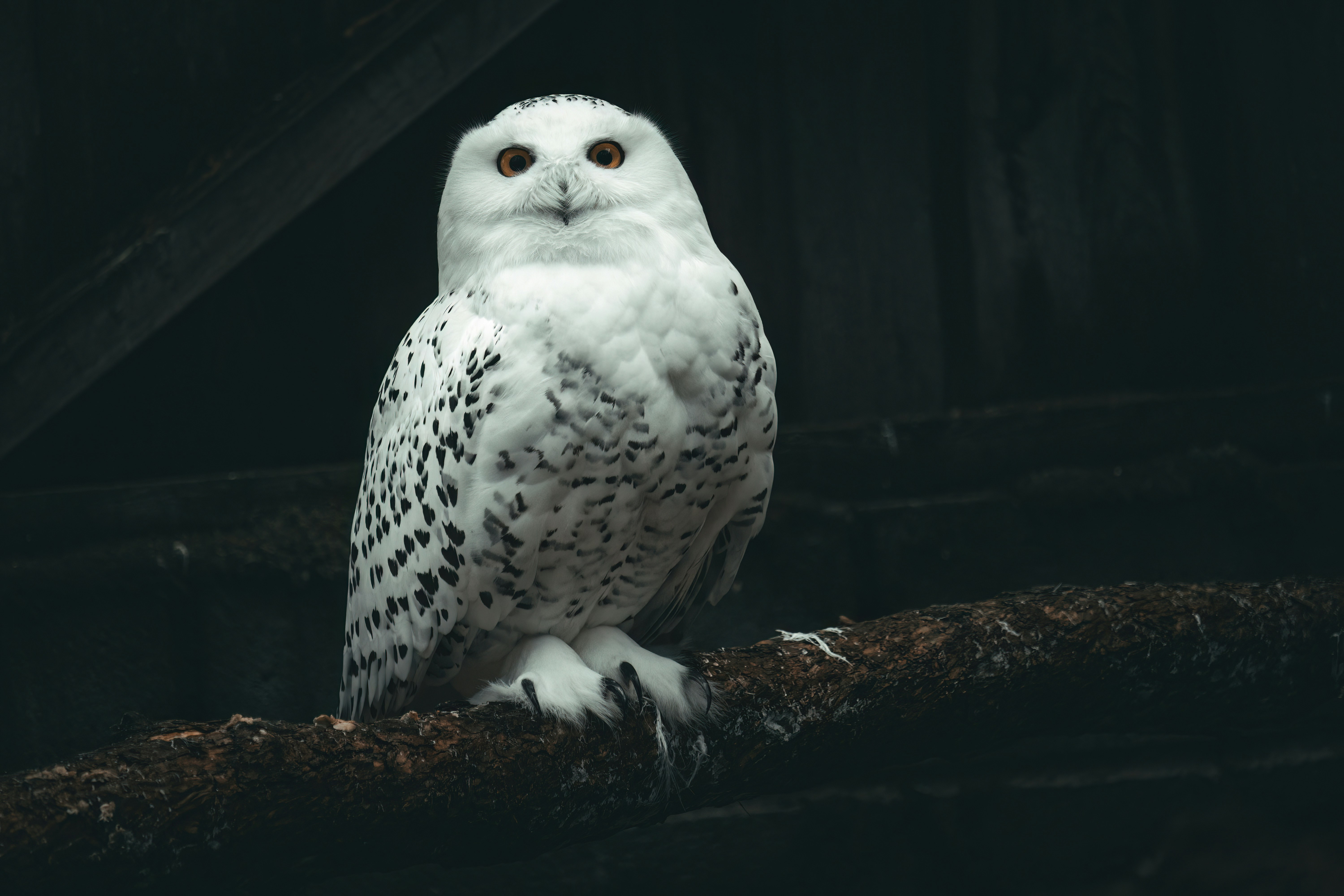 A white owl sitting on top of a tree branch photo – Free Wallpaper ...