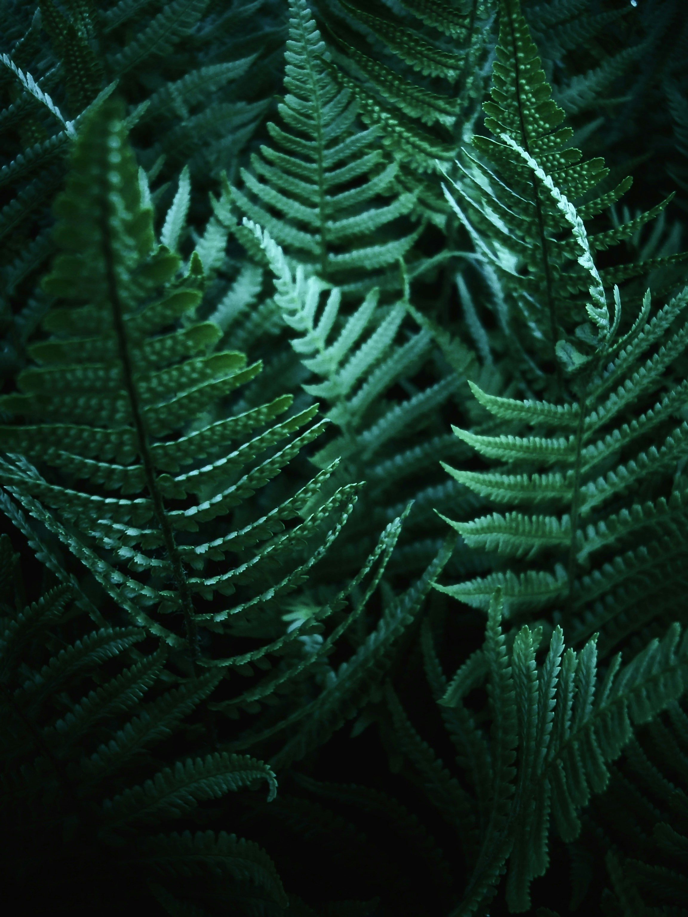 Lush green ferns intertwining in a dense forest setting, showcasing intricate leaf patterns and varying shades of green.