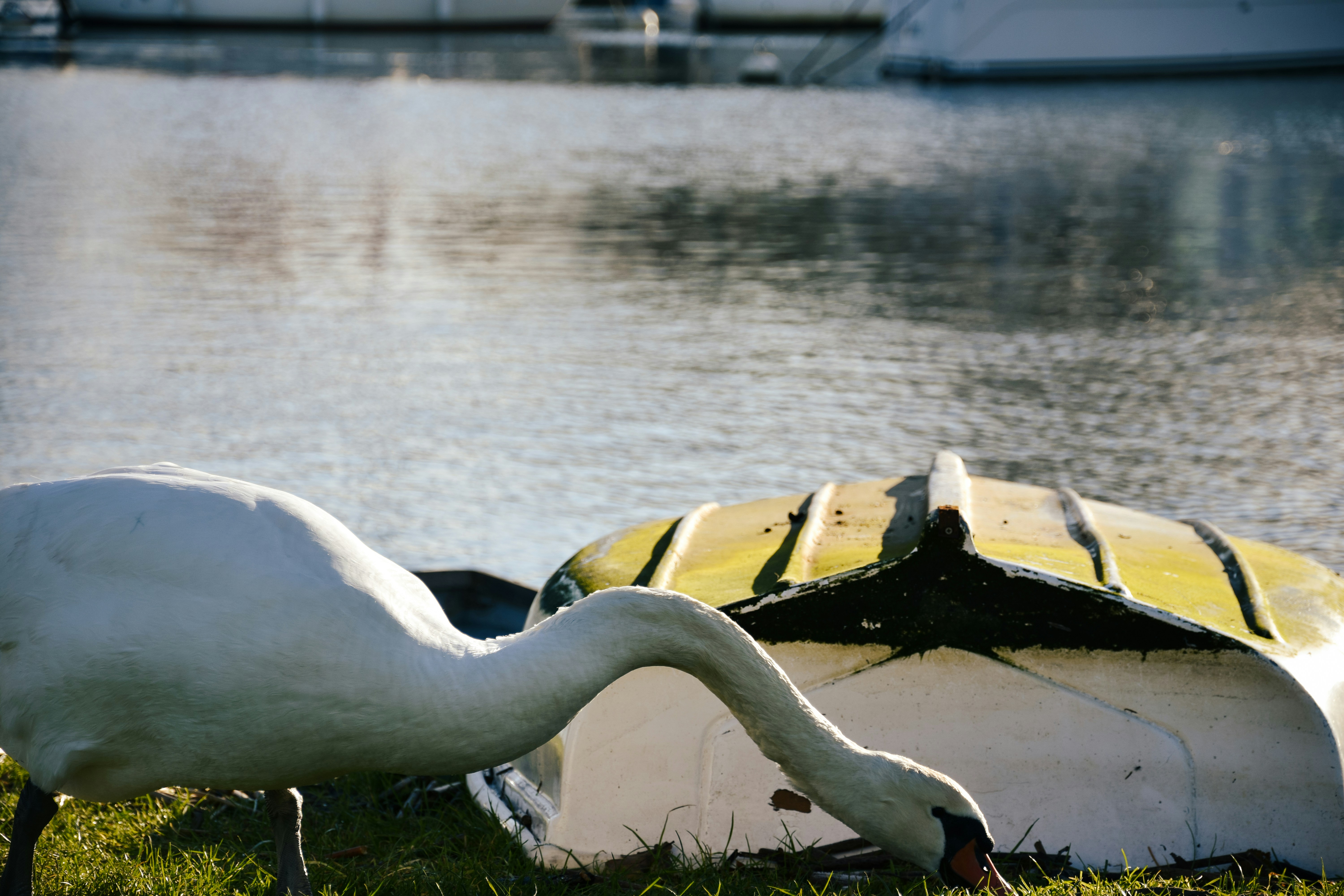 Graceful Surfer of the Shoreline: A Swan and a Docked Boat