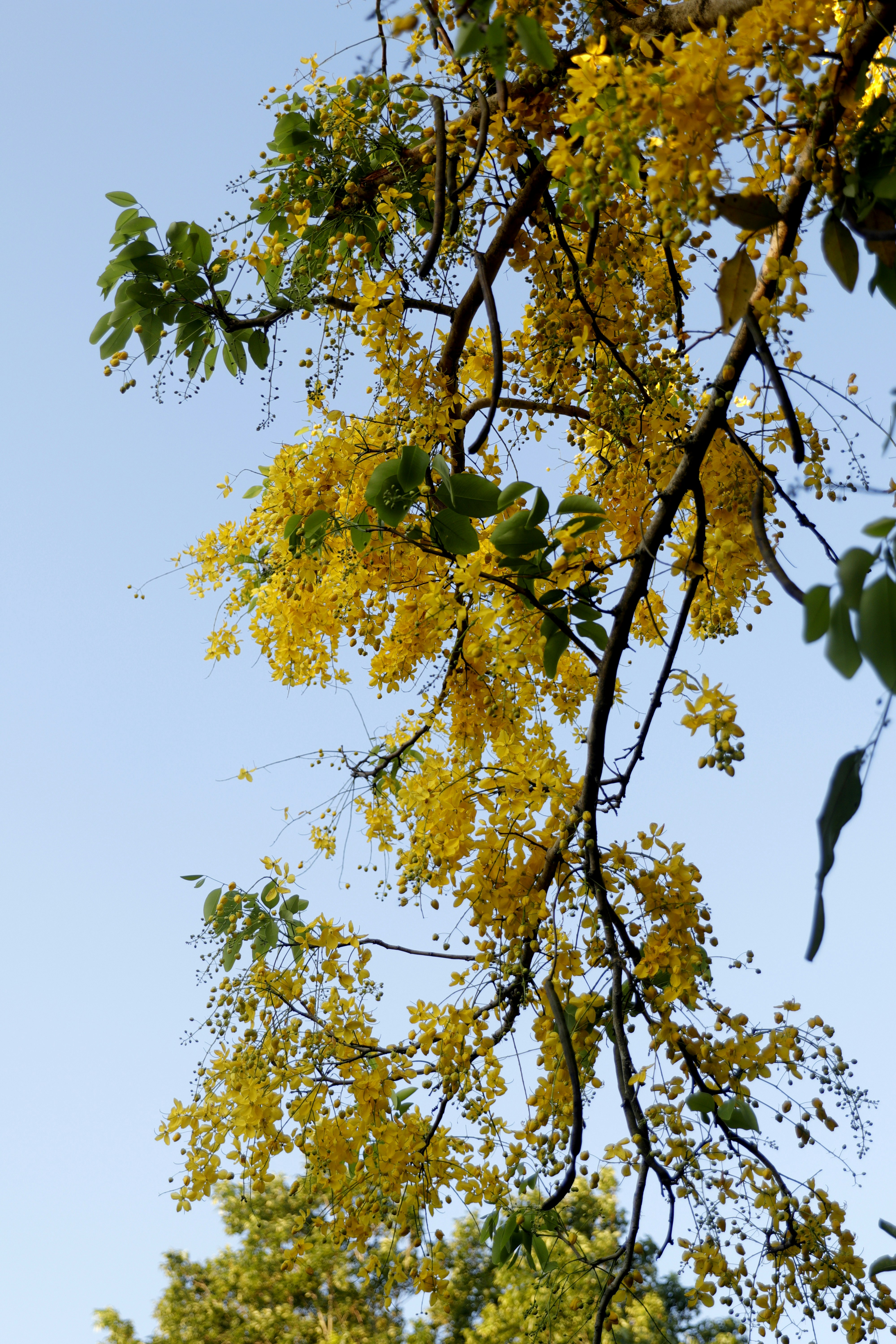 Tree with yellow flowers