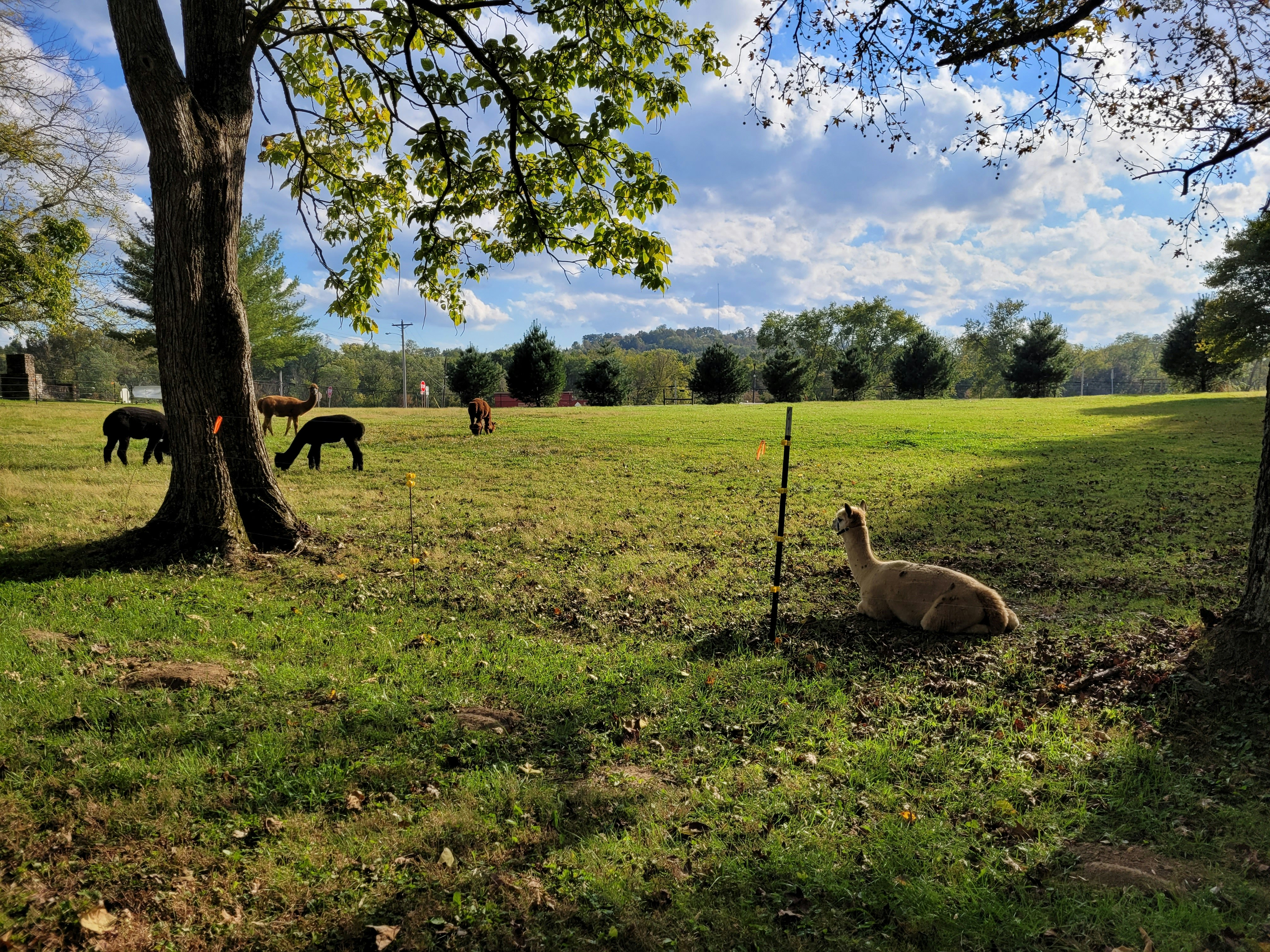 Llamas graze peacefully in a sunlit meadow surrounded by trees and open sky.