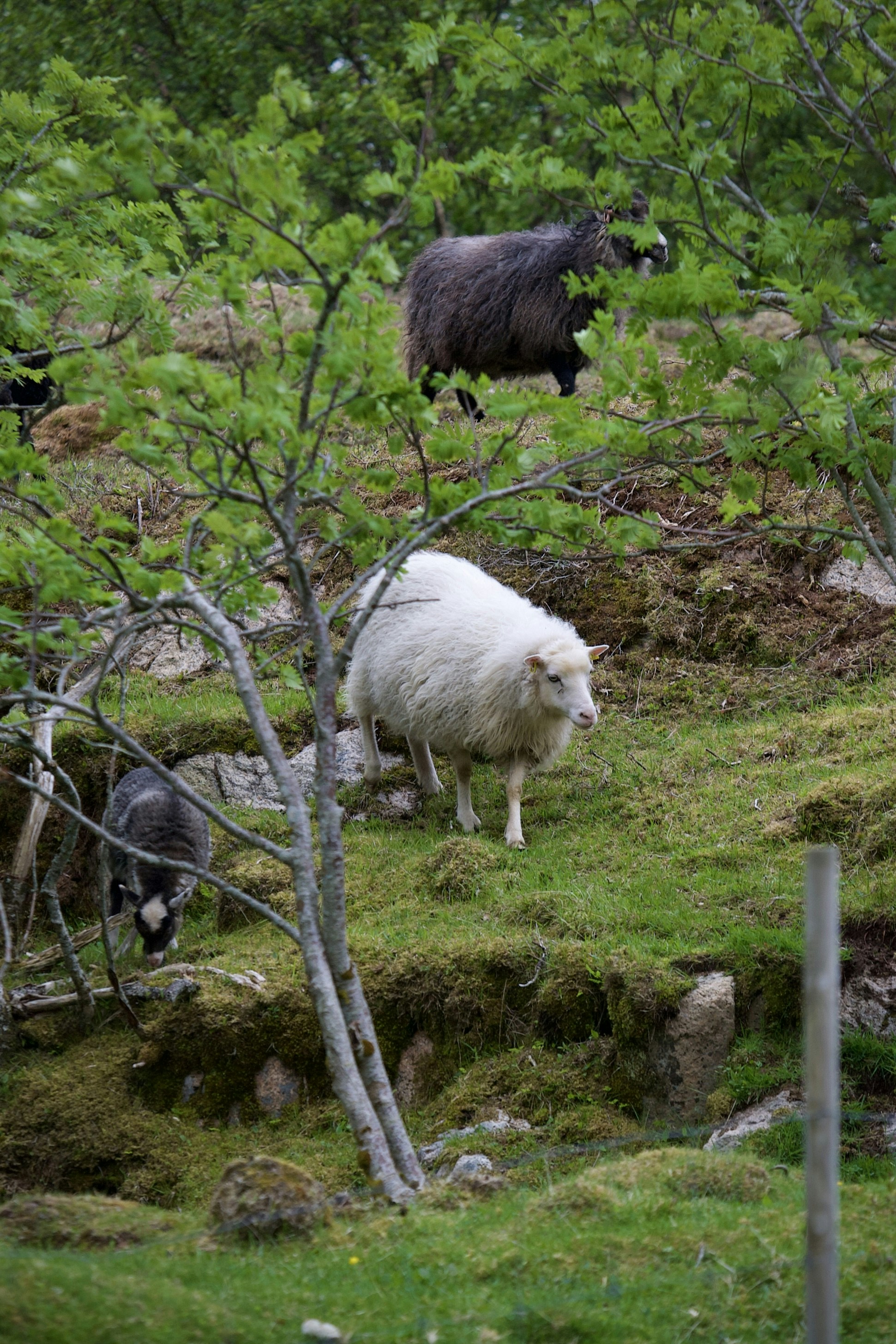 White Fleece on a Mossy Slope Beneath Spring Foliage