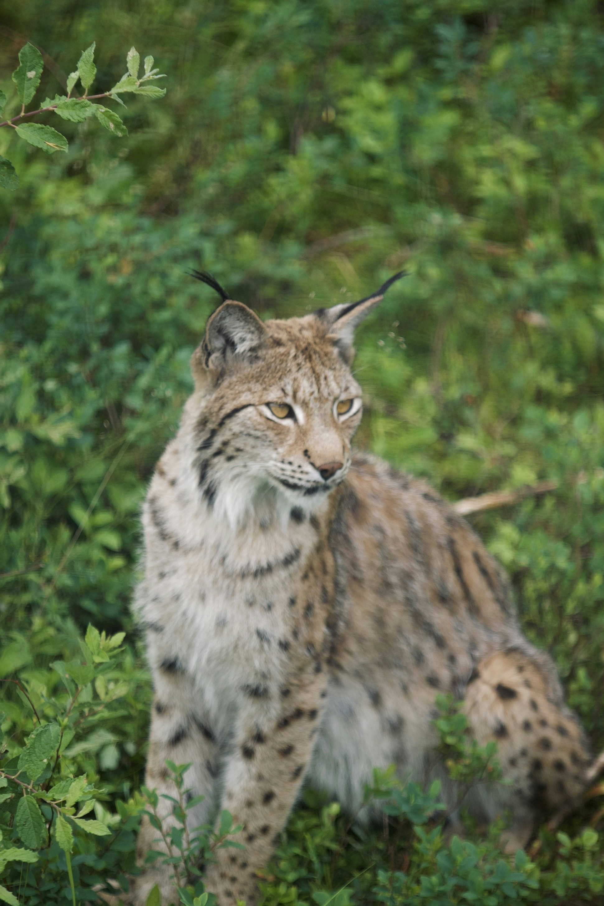 Eurasian lynx