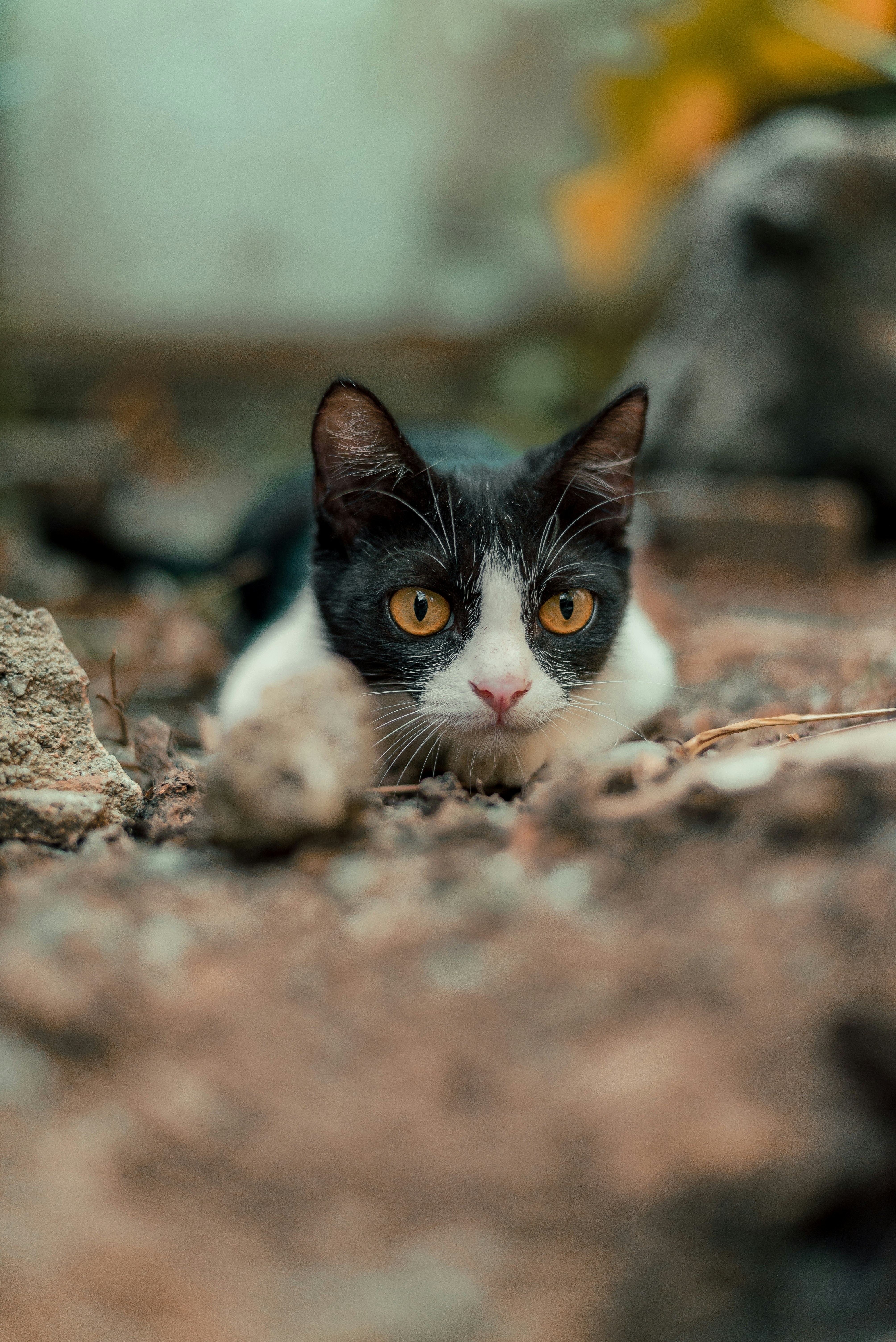 a black and white cat laying on the ground