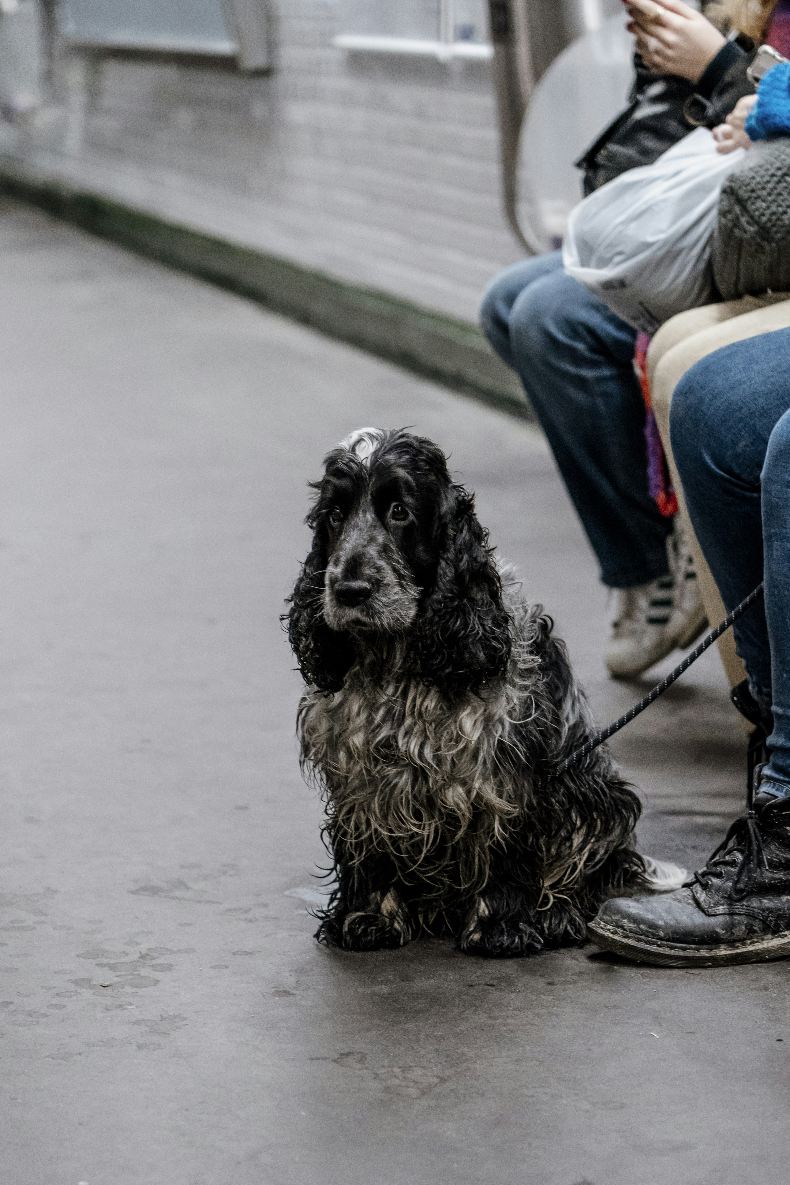 Quiet Gaze on a City Sidewalk: A Spaniel Waiting Amid Footsteps