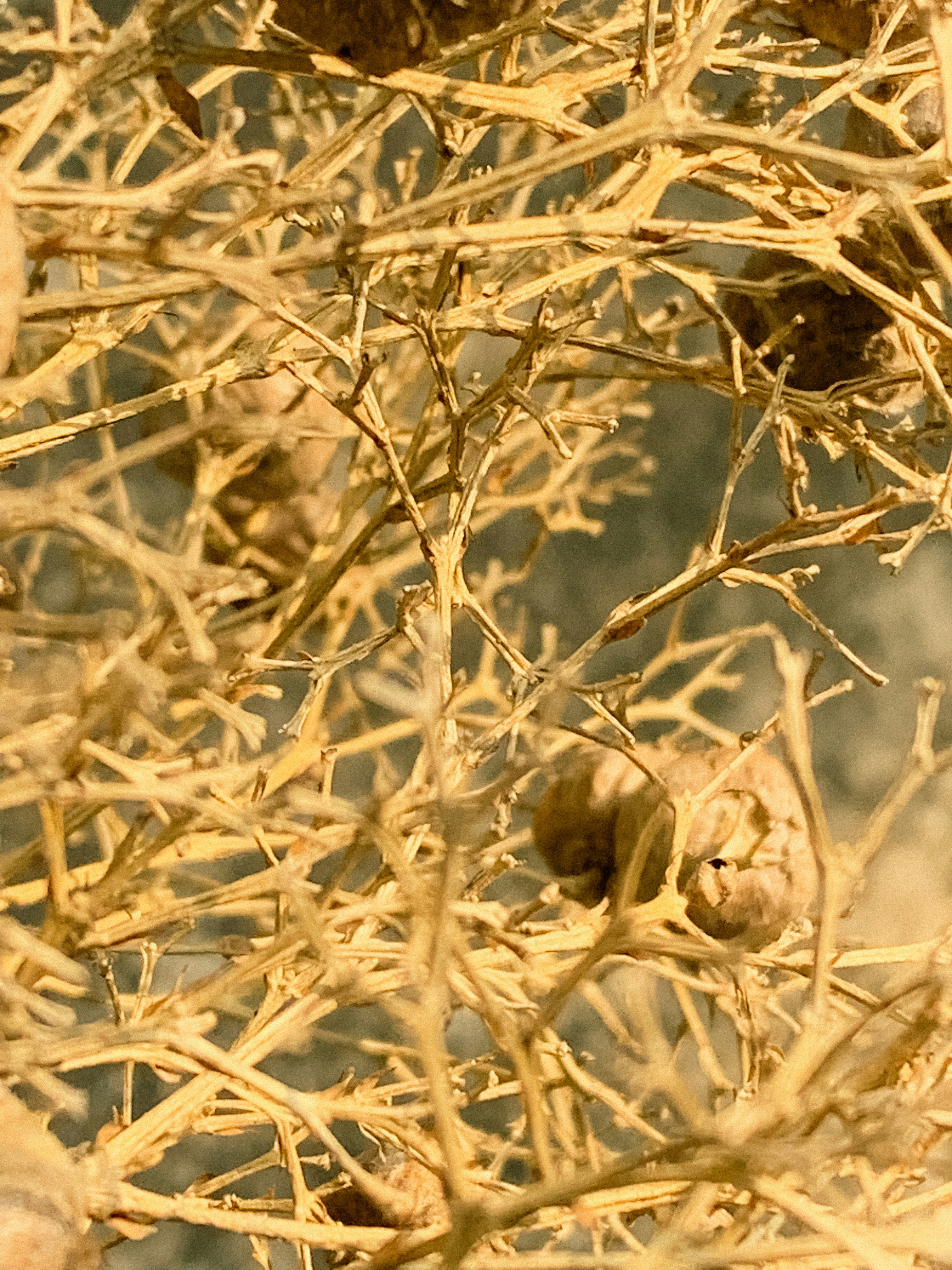 Sunlit Tangle: a lone seed pod amid a harbor of dried twigs