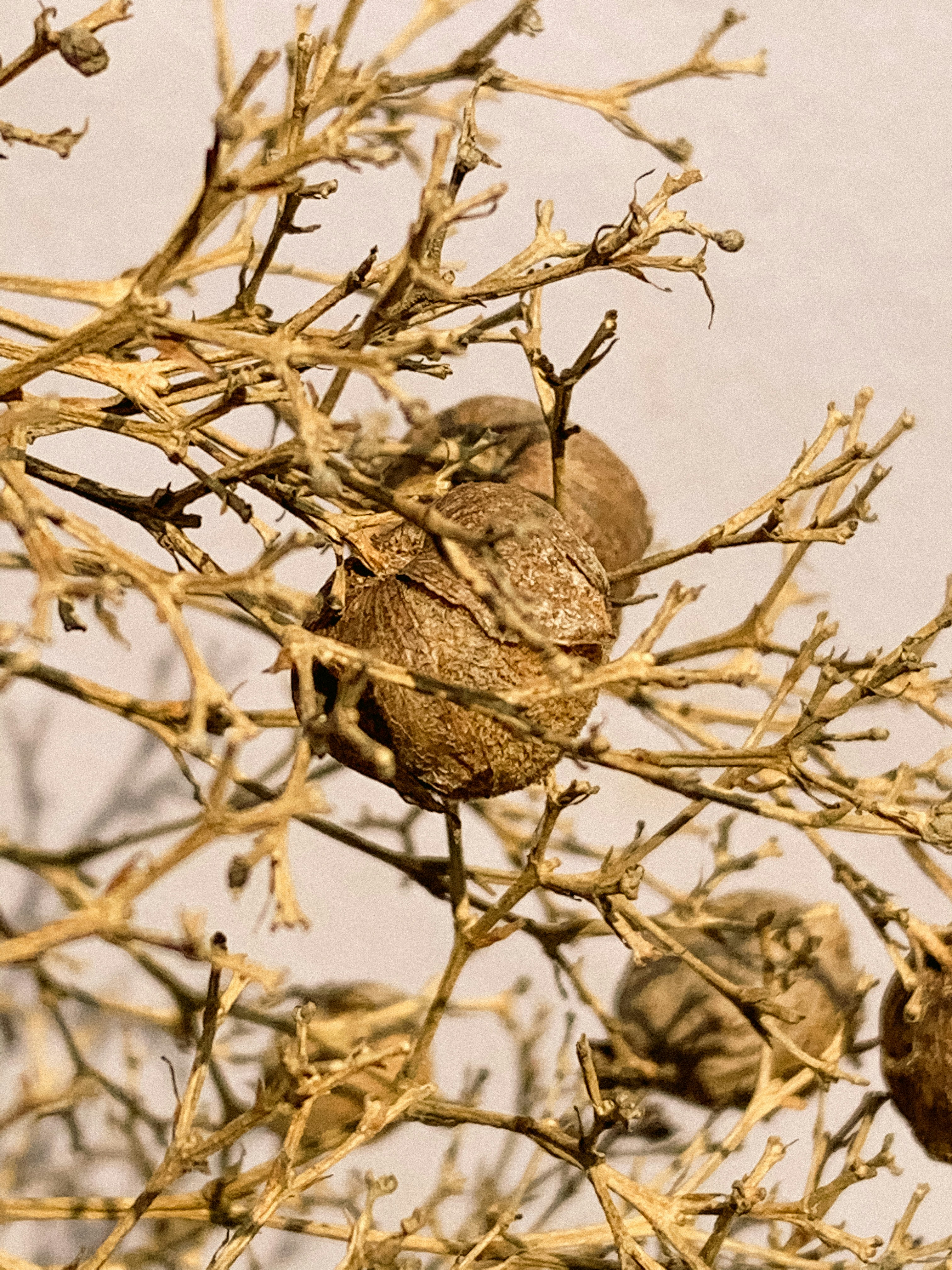 Photo by Second Breakfast with Apple iPhone XR