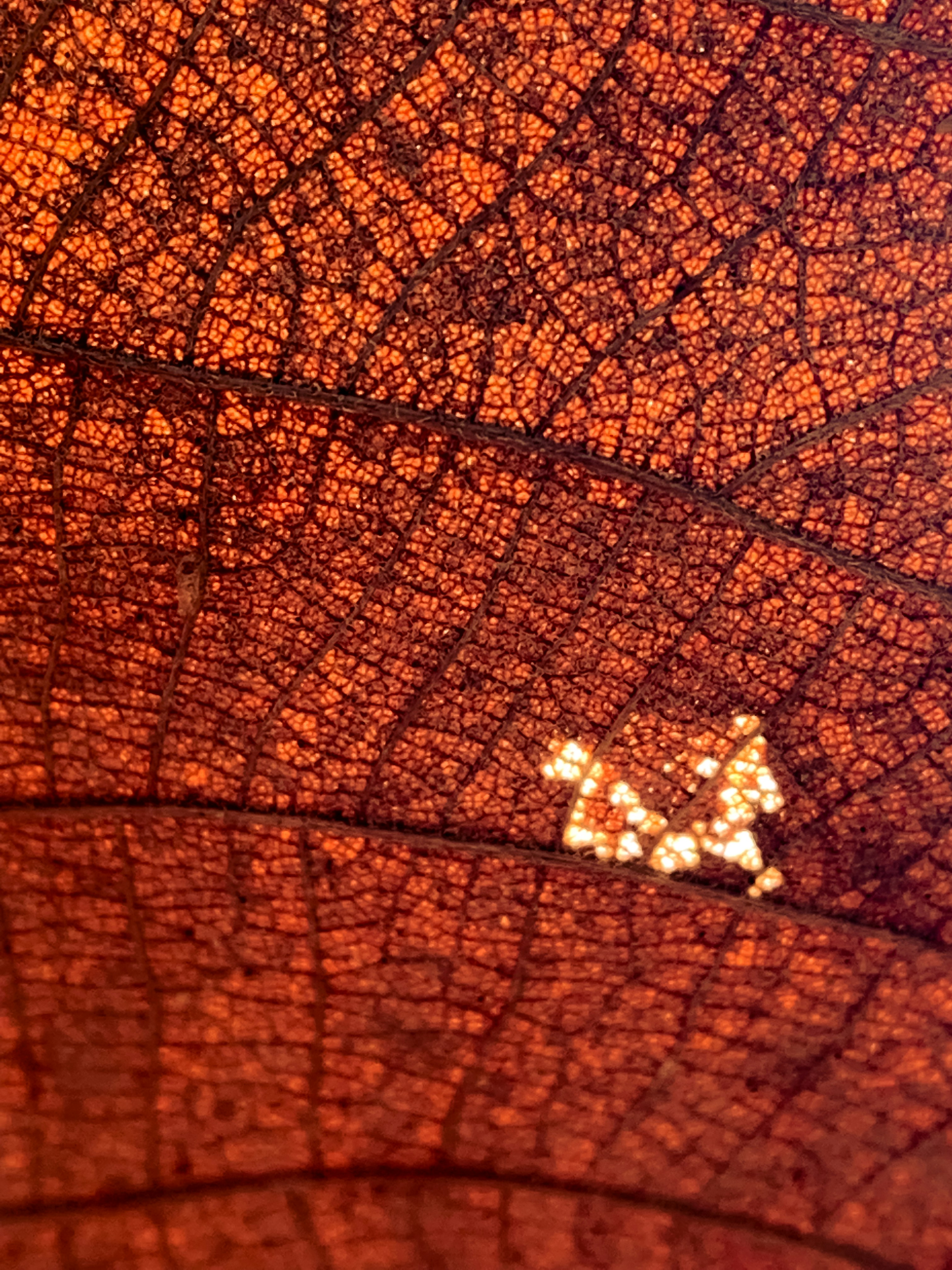 a close up of a leaf with a light shining on it