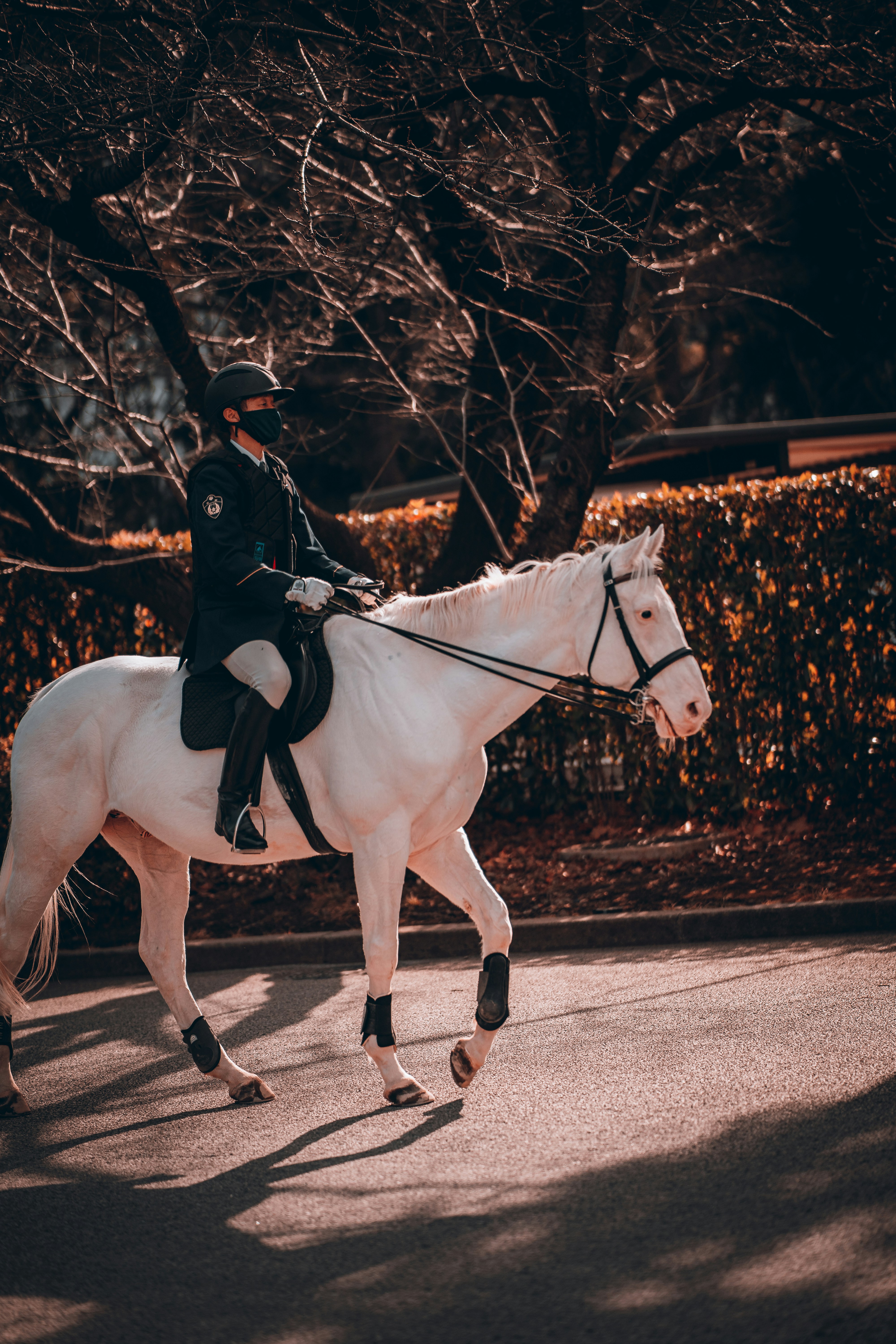 Duty under Dappled Light: A Mounted Officer on a White Horse