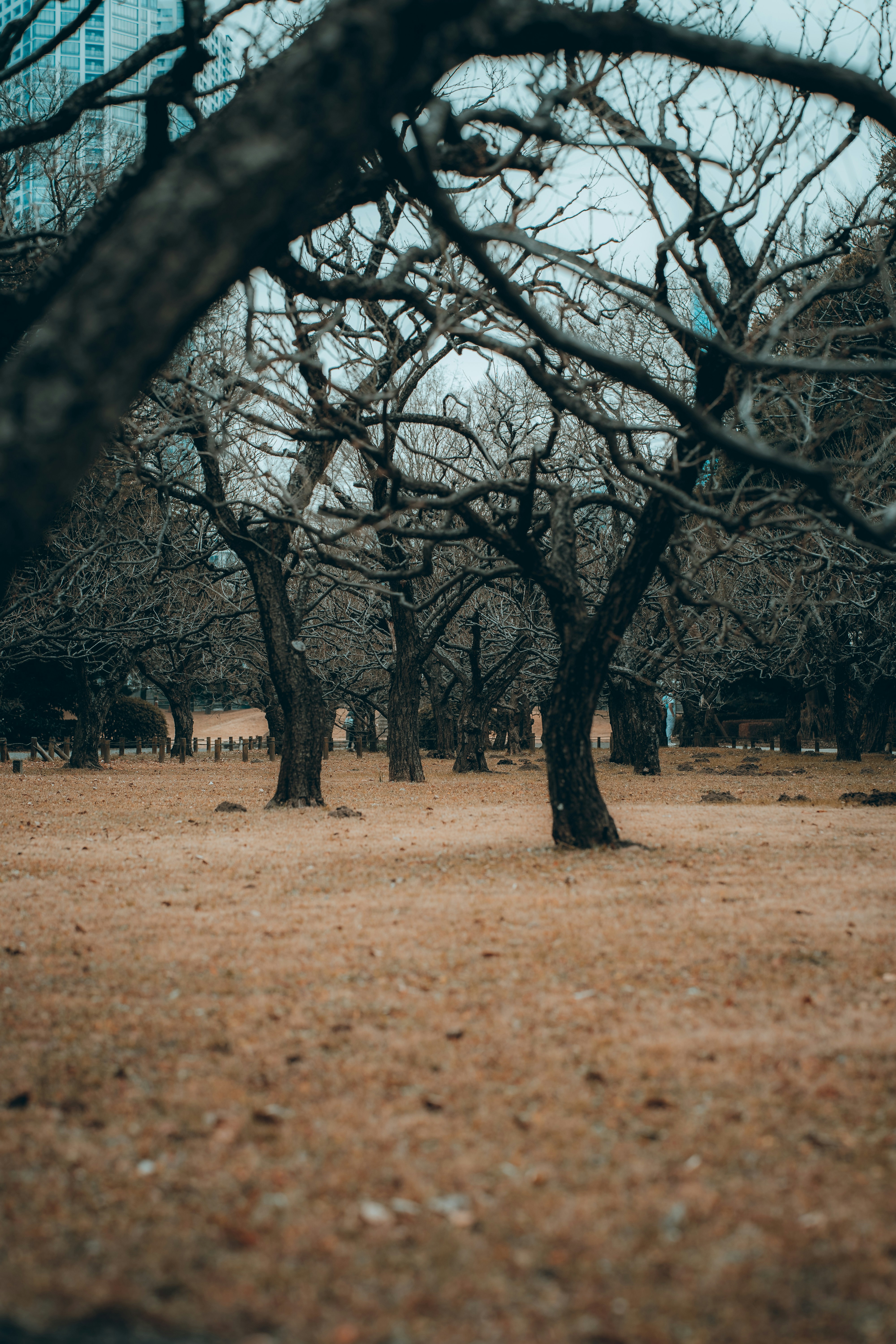 a group of trees that are standing in the dirt