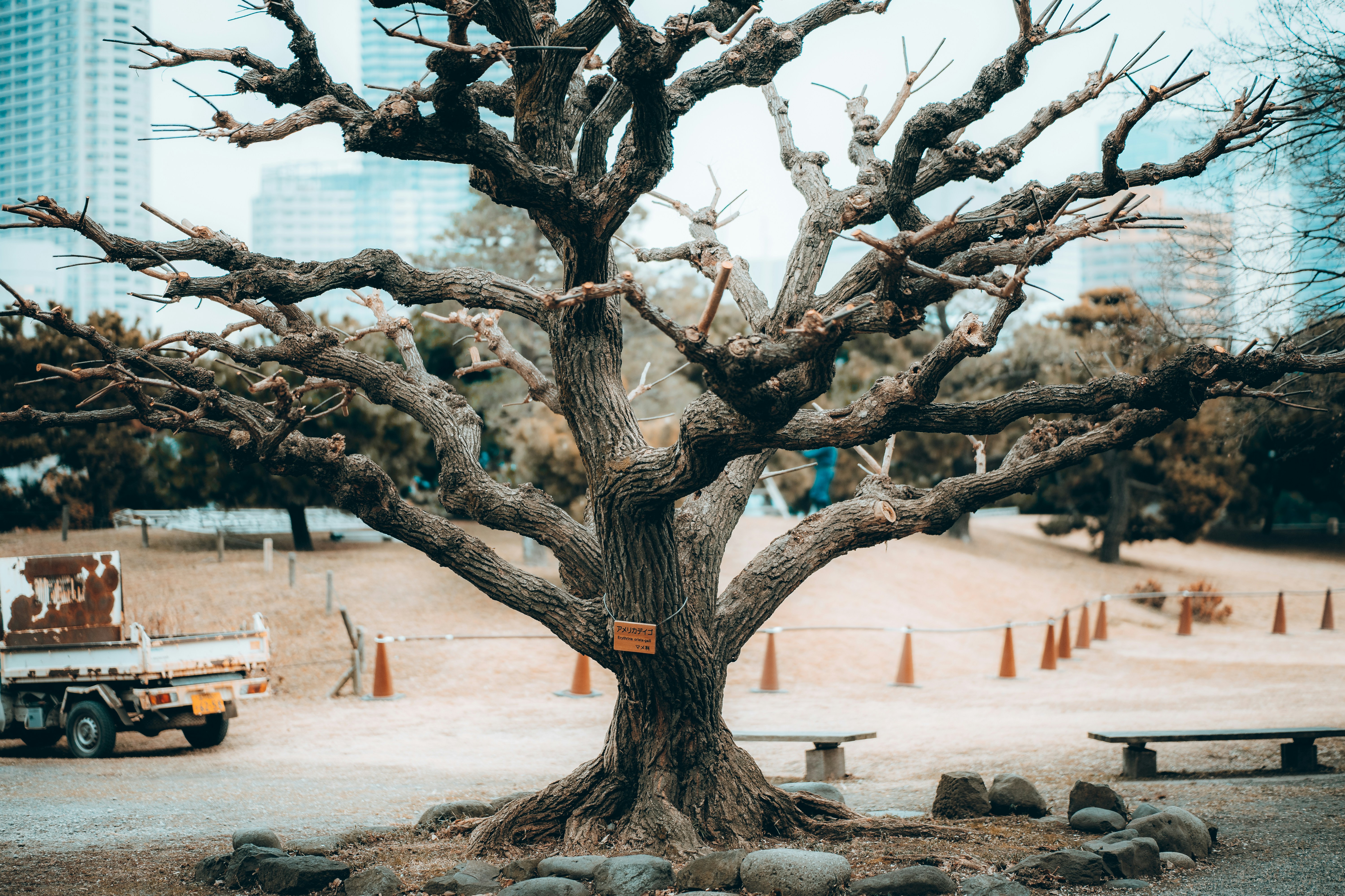 Gnarled Arboreal Sentinel in a Quiet Urban Clearing