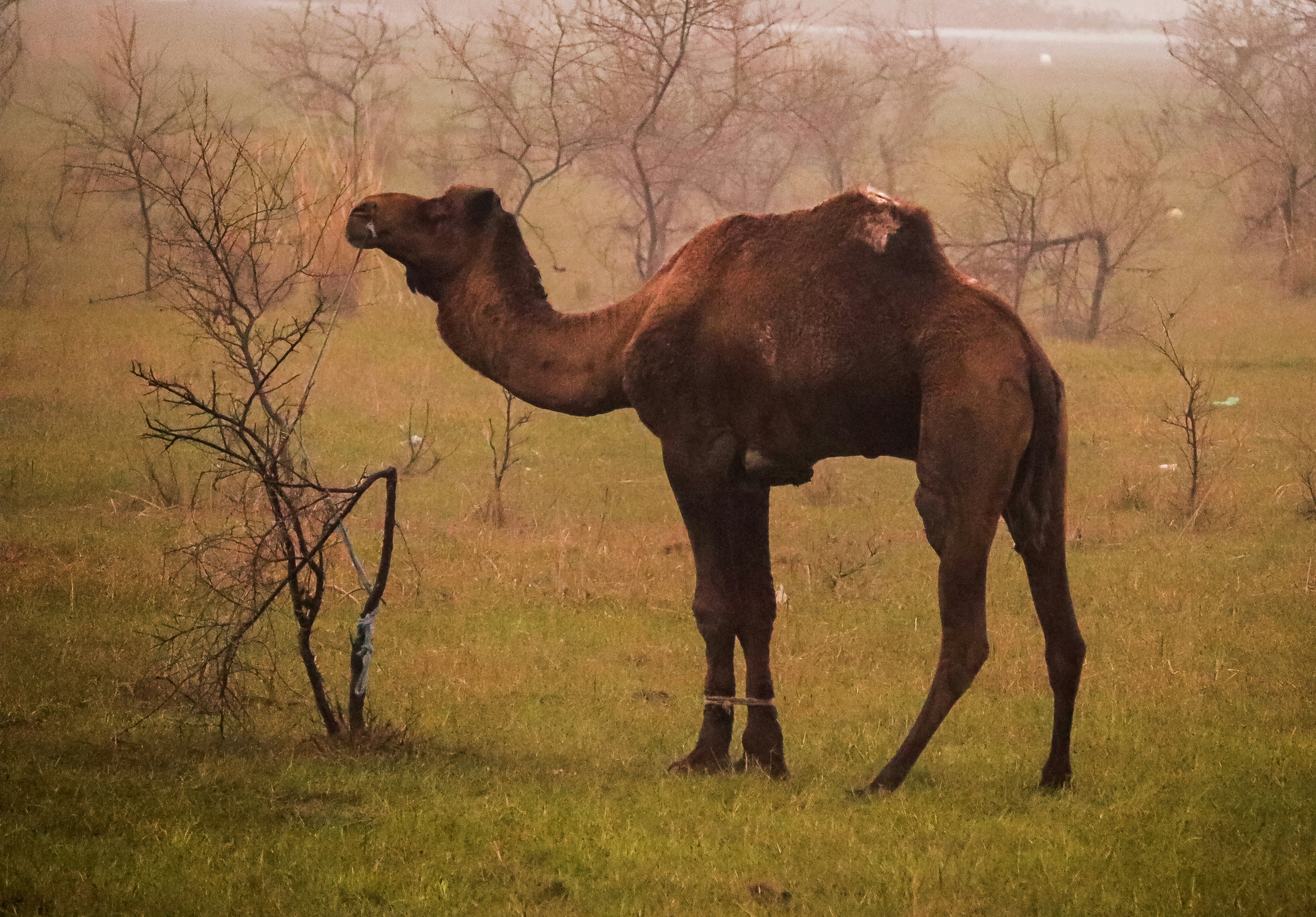 Dusty Sentinel: A Dromedary Stands in Quiet Savanna