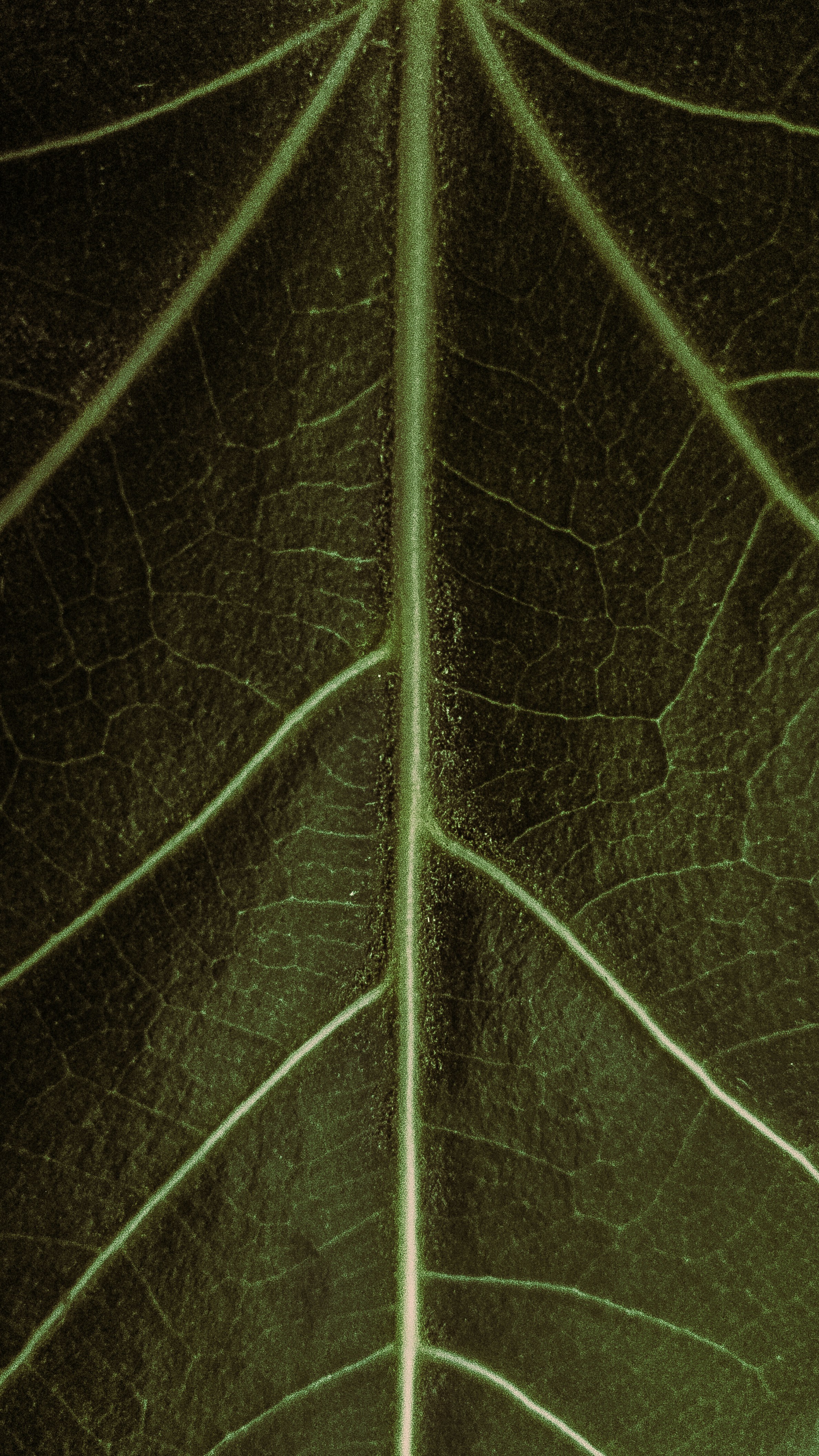 Sample photo from Vivo iQOO Z3