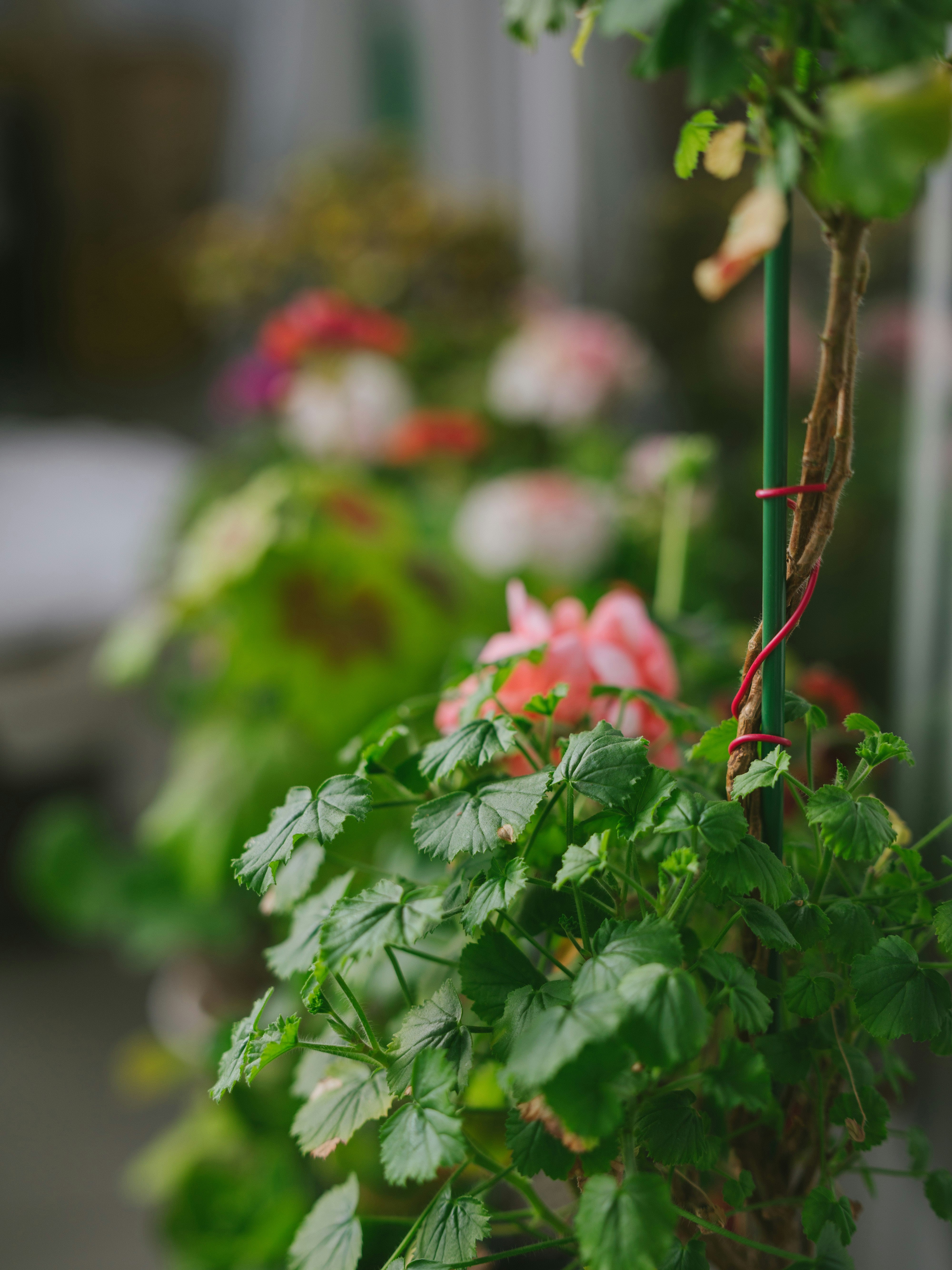 Photo by WS Chae with Sony Alpha 7 II