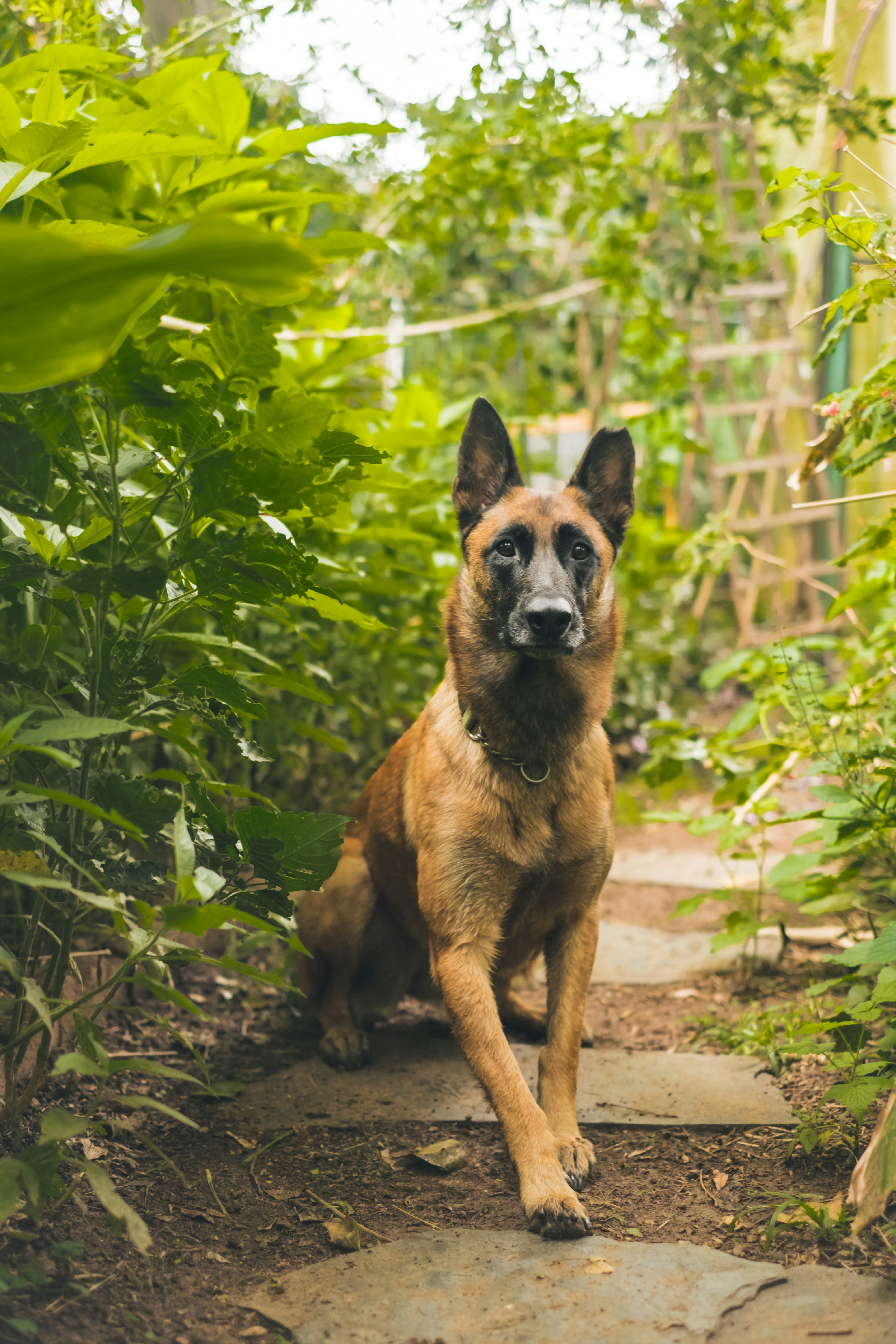 A Belgian Malinois sits confidently on a stone path, surrounded by lush greenery, embodying loyalty and alertness.