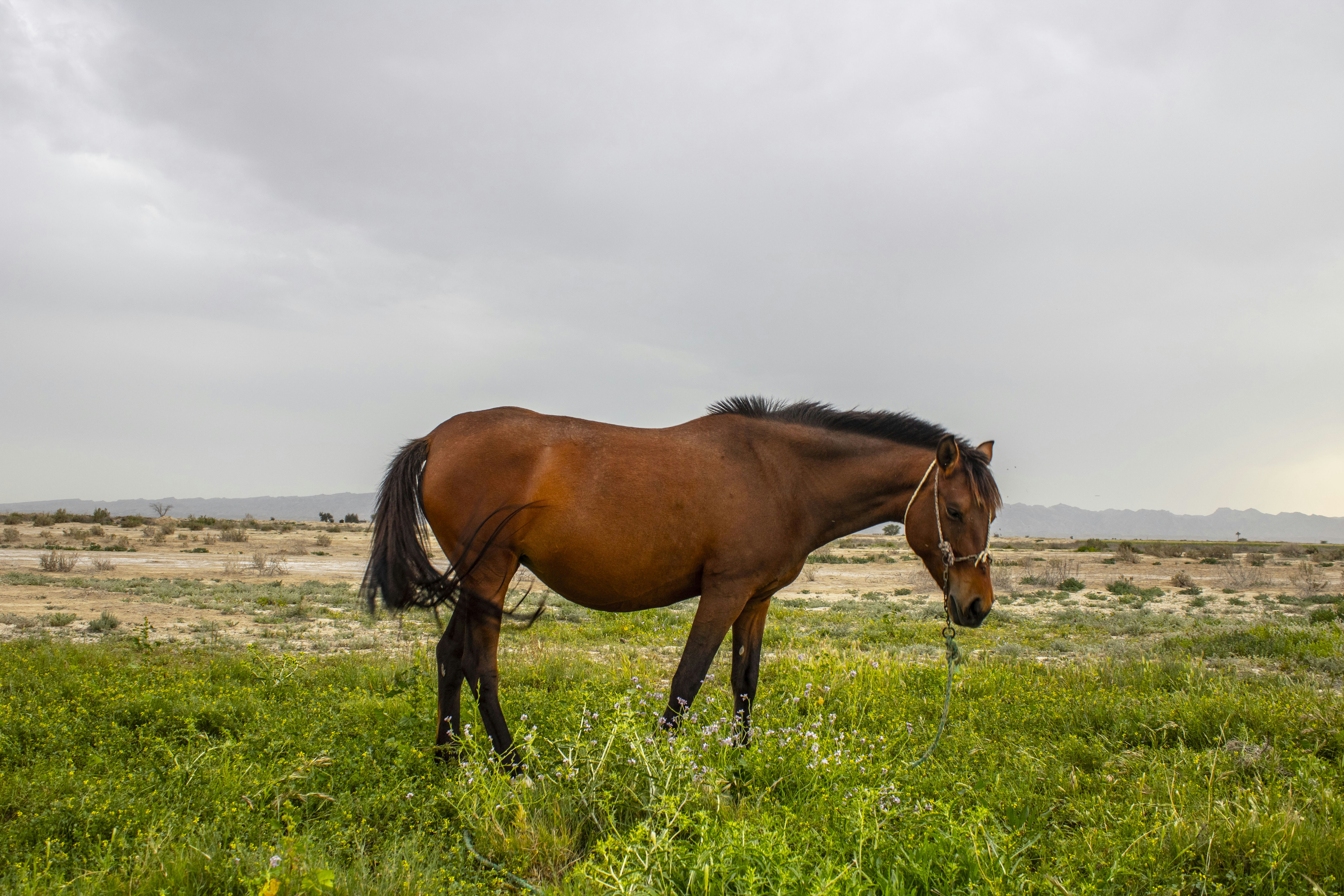 Chestnut Stallion in a Quiet Desert Meadow Under Overcast Skies