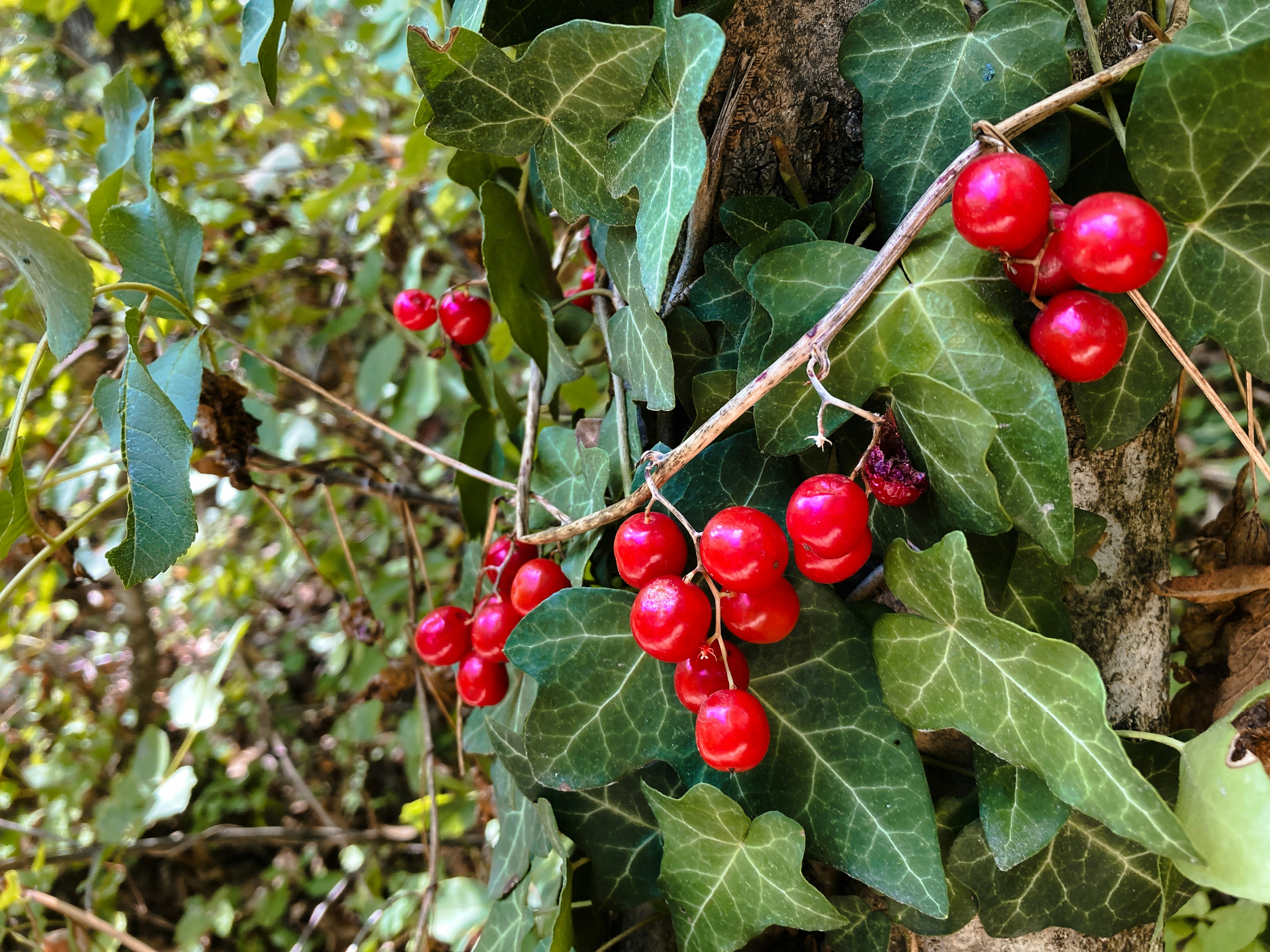 a bunch of red berries growing on a tree
