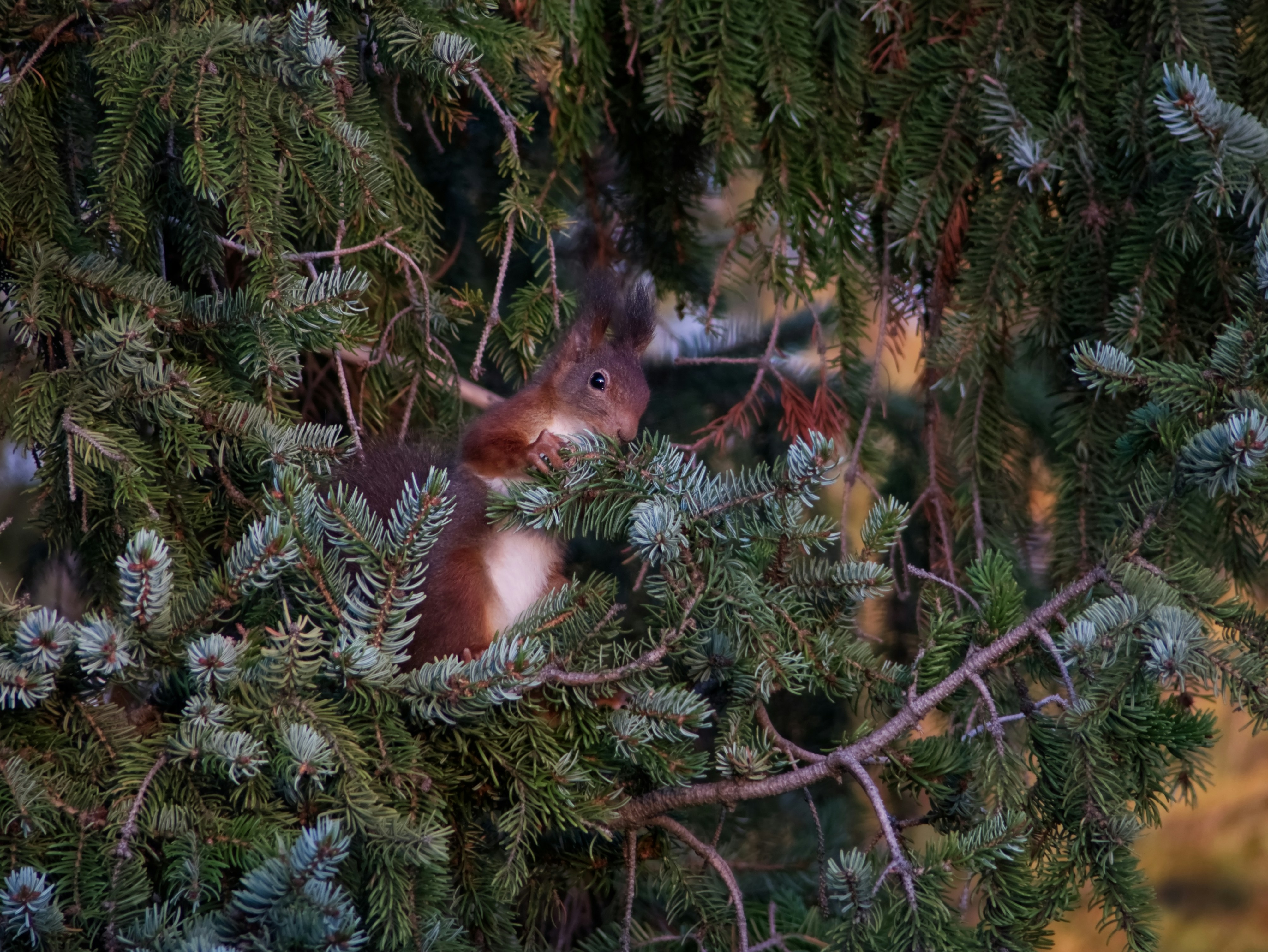 Reddish brown squirrel is foraging in a conifer tree in the warm evening light