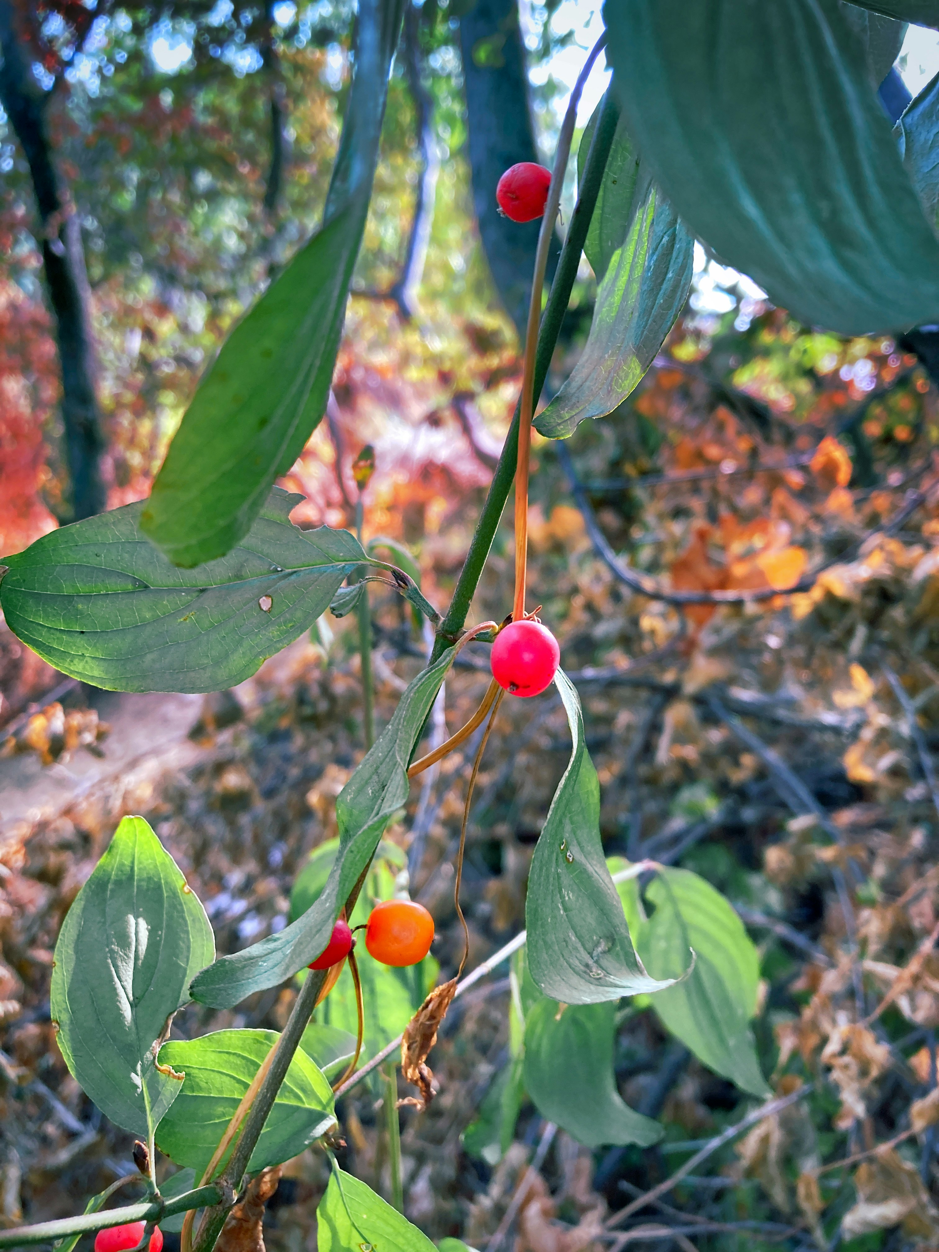Crimson Beads on a Slender Vine Beneath Autumn Light