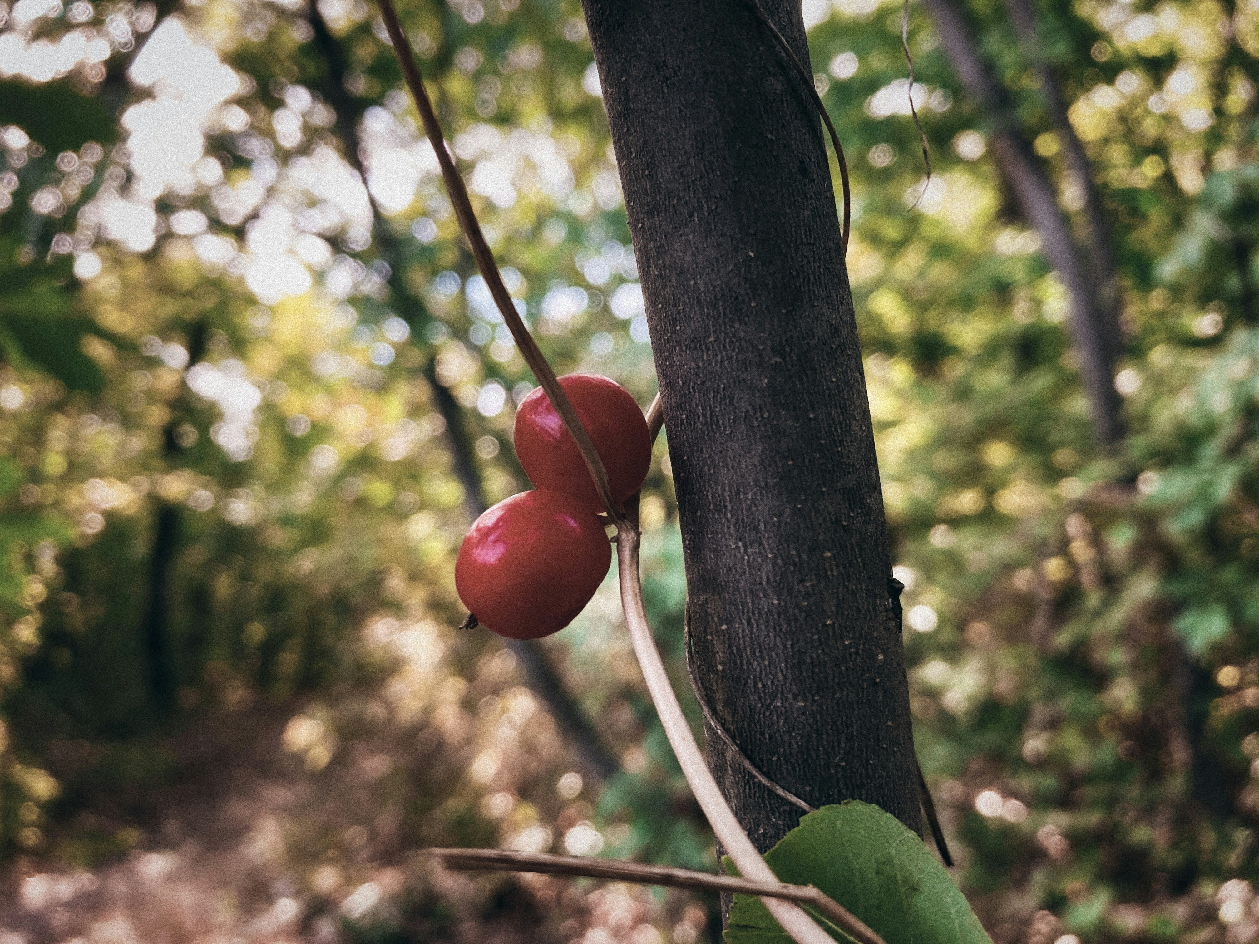 Red Berries Clinging to a Vine-Wrapped Trunk in Dappled Forest Light
