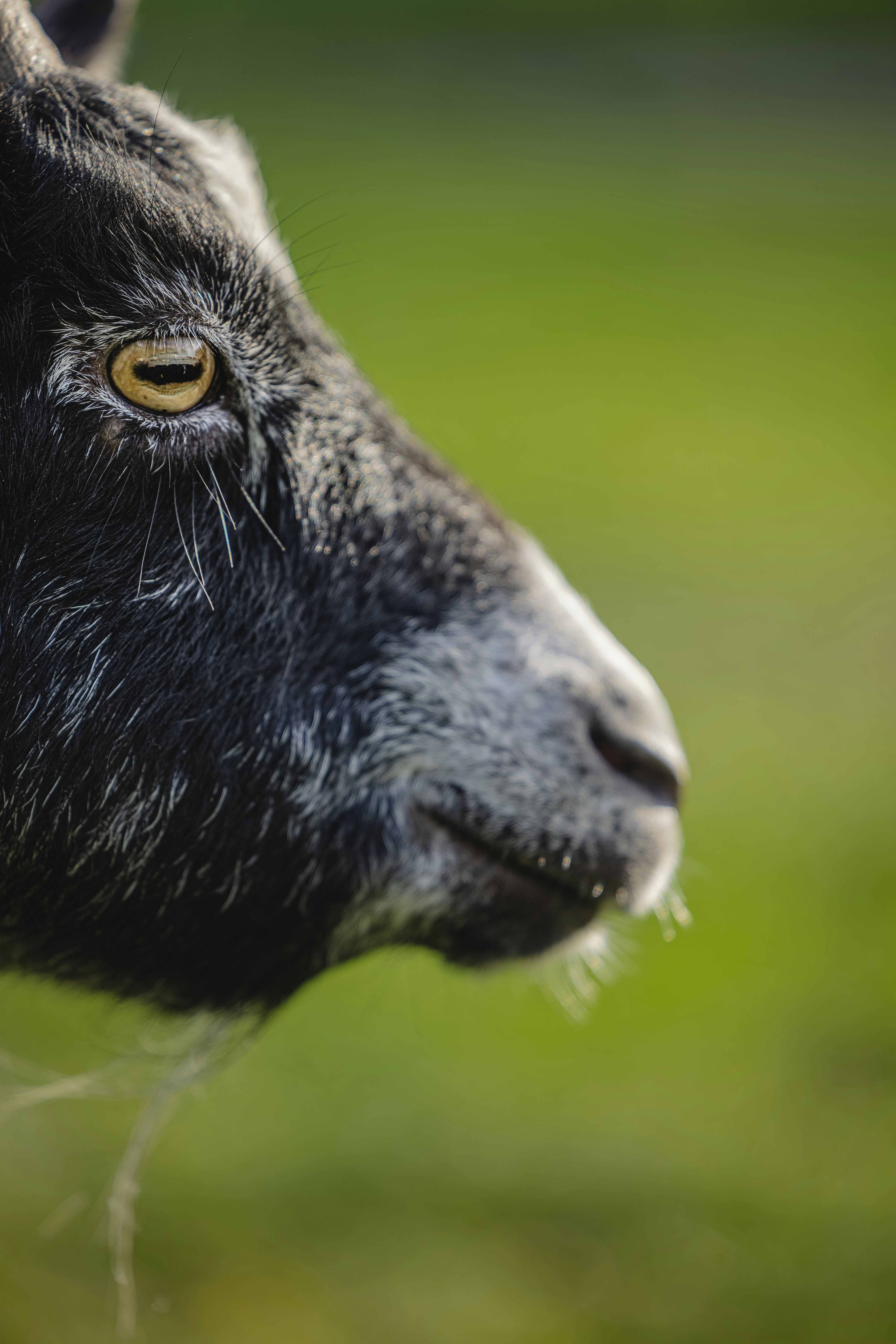 Close-up of a Grazing Goats' Profile with Focus on the Eye and Jawline