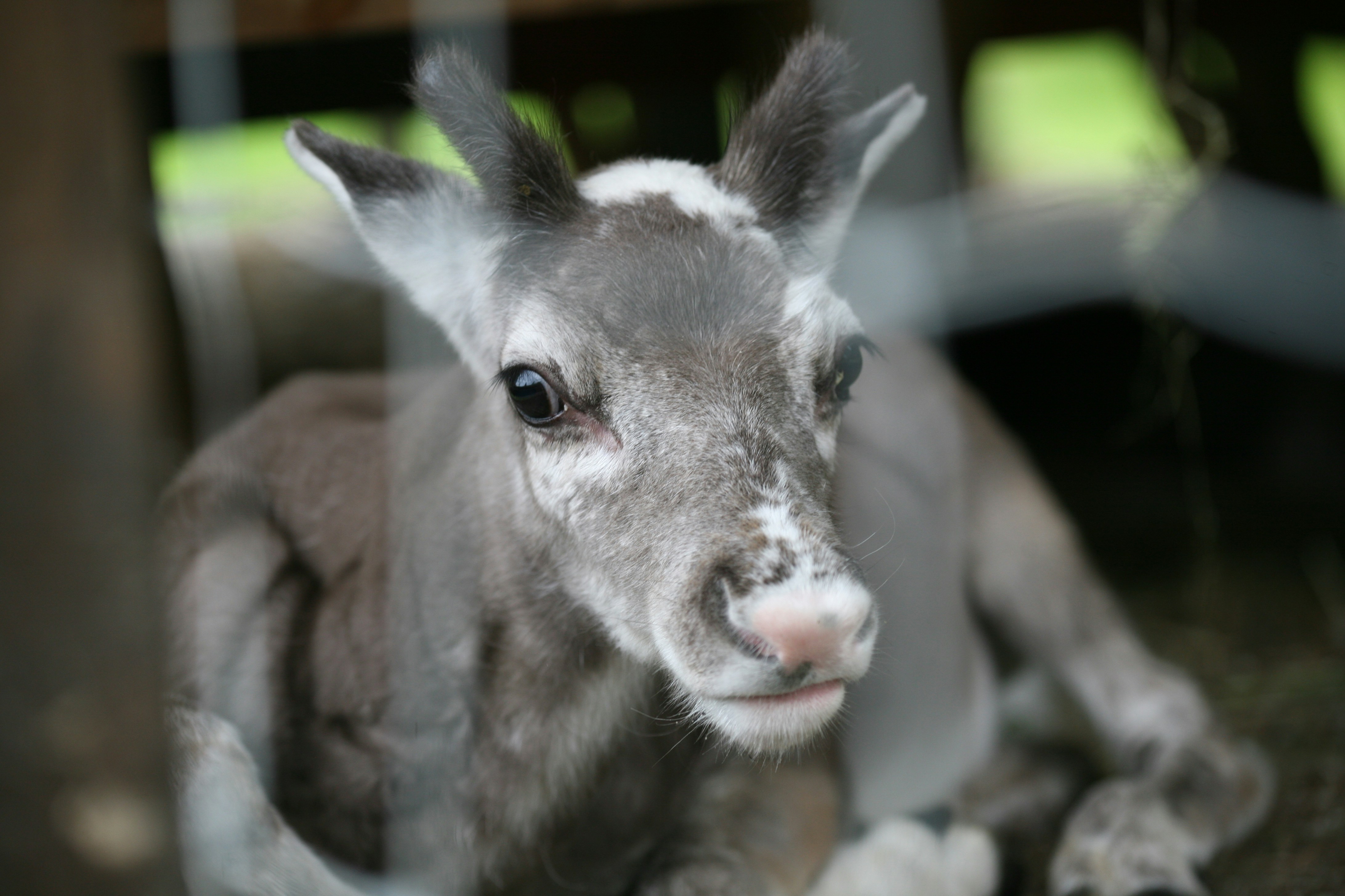 Curious Goat Peering Through a Glass Door