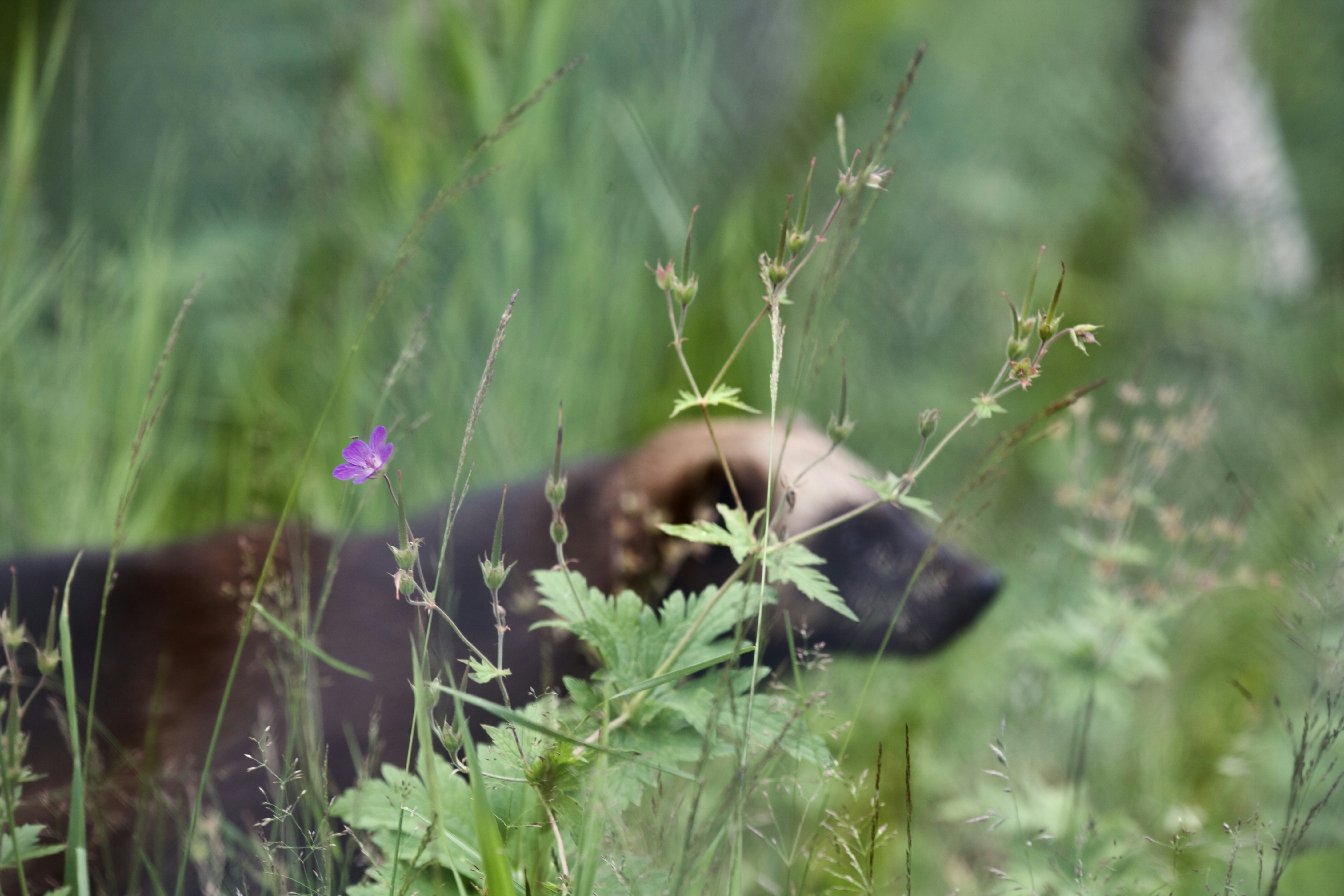 Purple Bloom in Focus, Hound Softly Blurred in the Grass