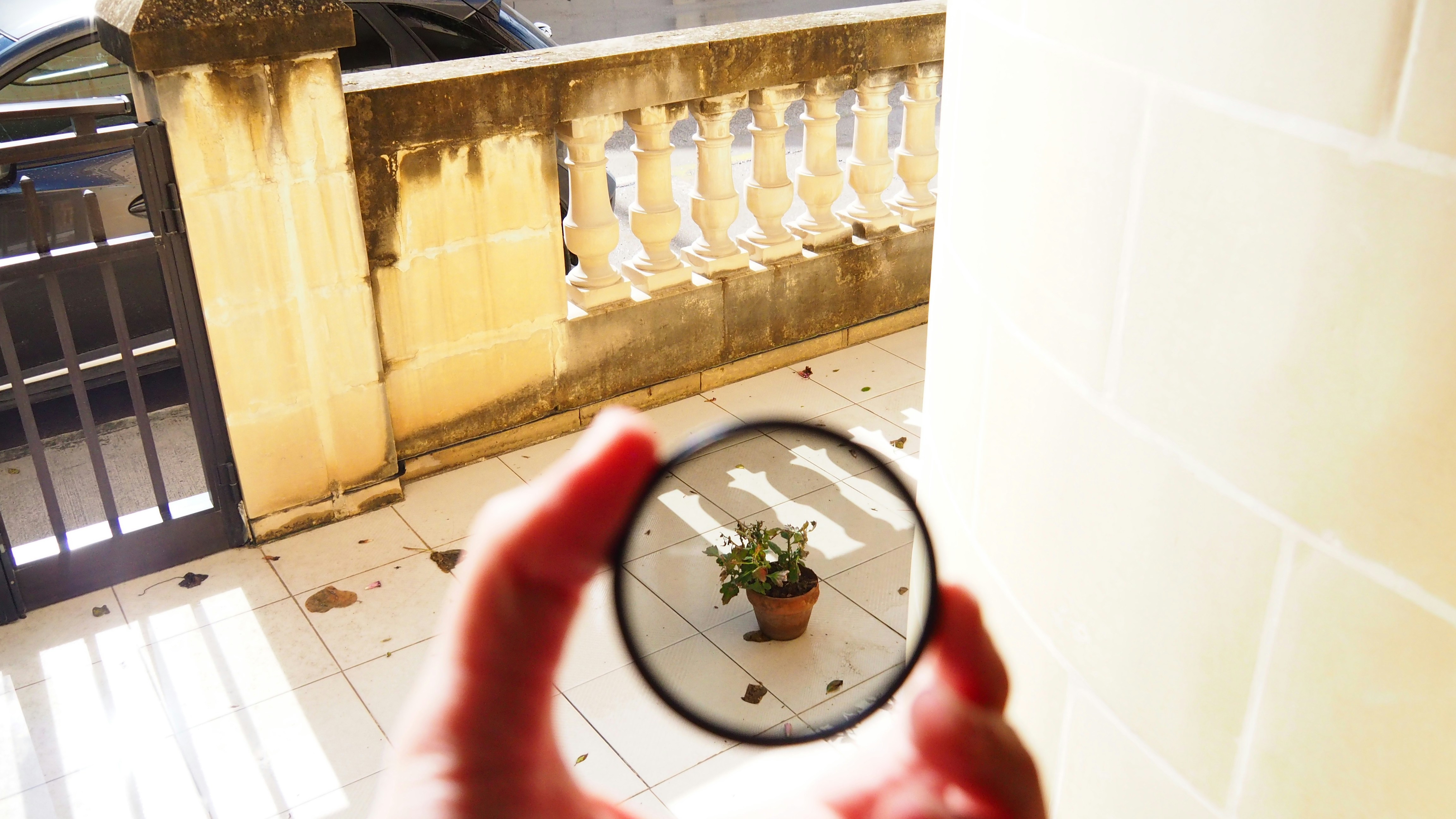 Circular Focus: Tiny Balcony Plant Framed by a Handheld Lens