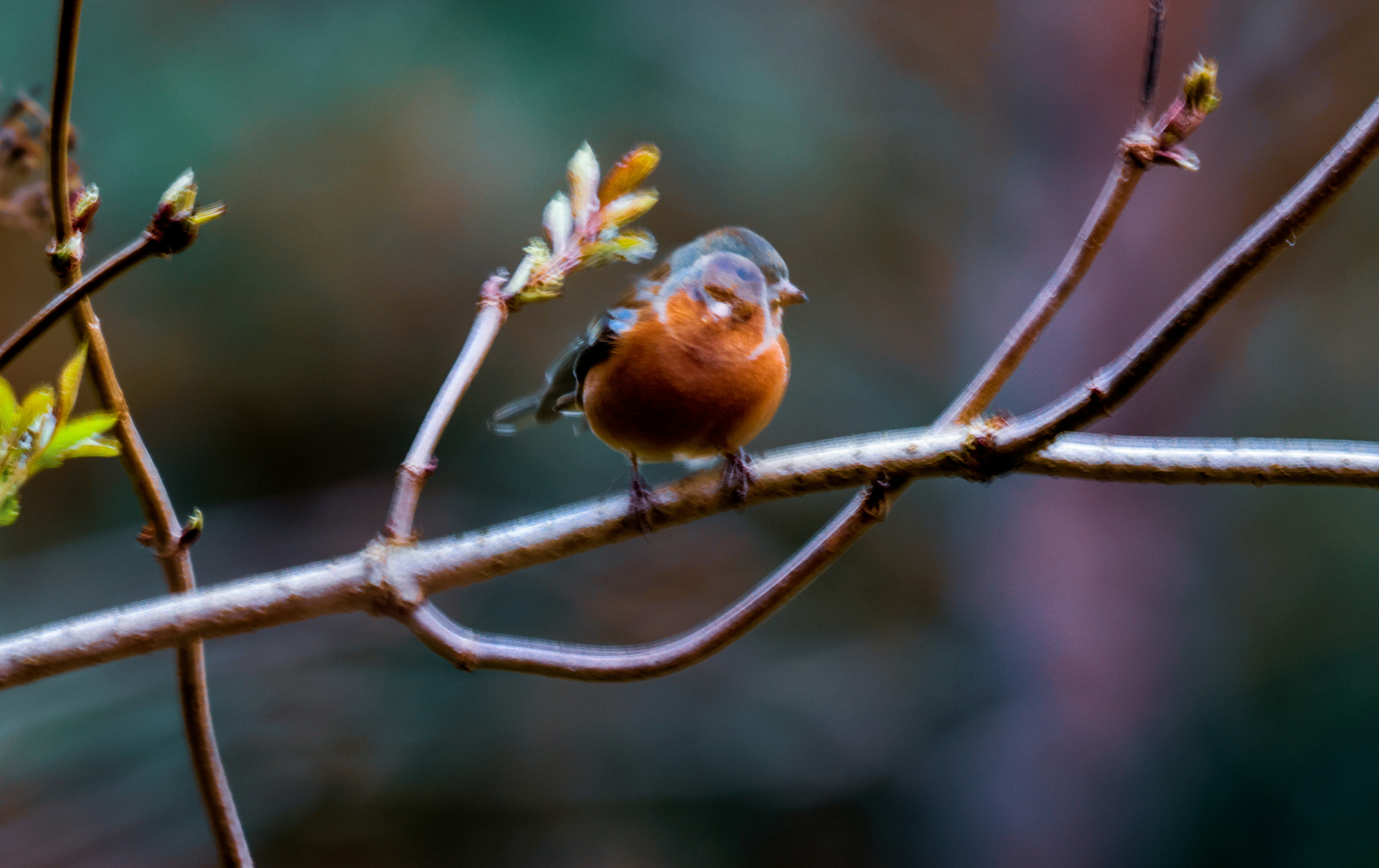 A small bird sitting on a branch of a tree photo – Free Essex Image on ...