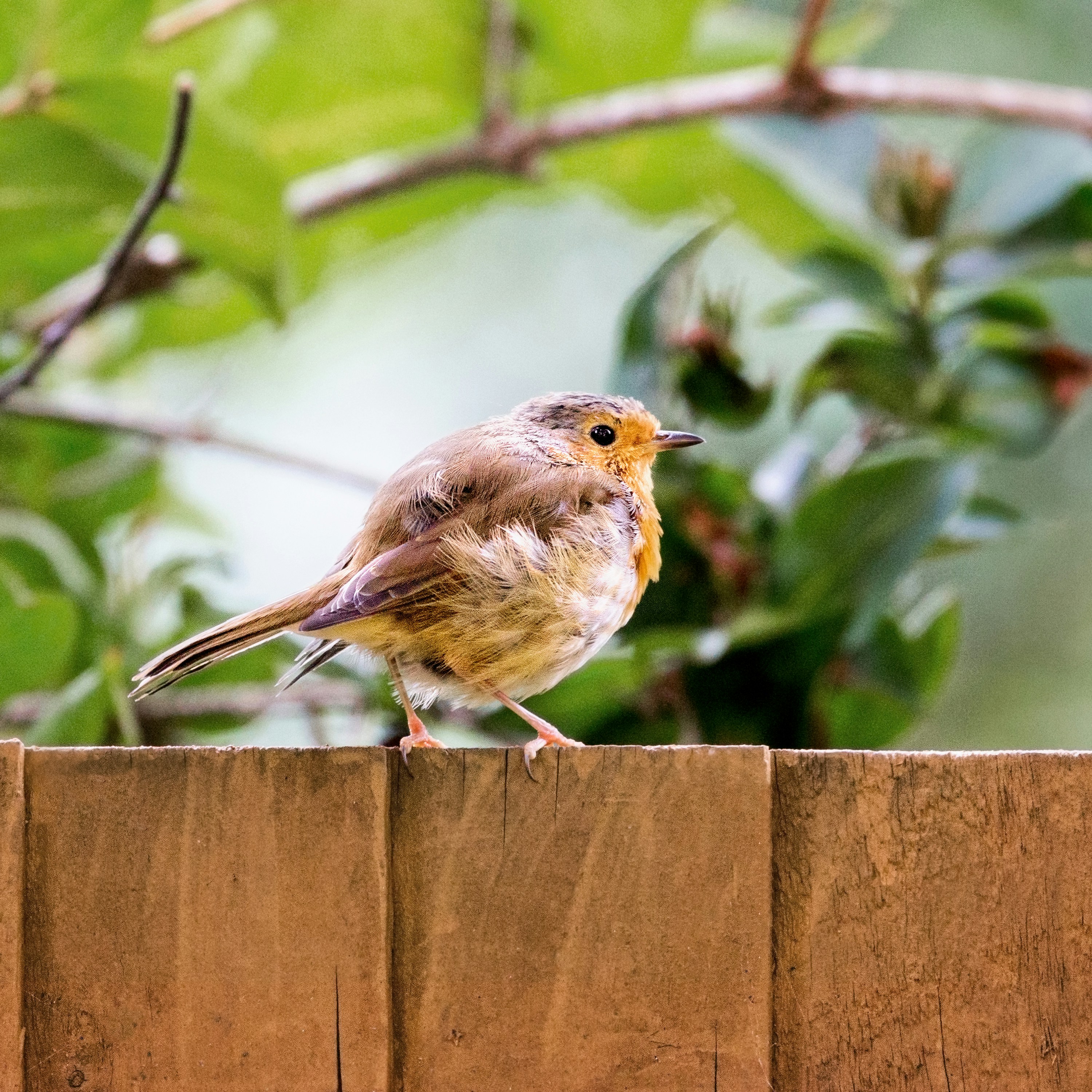 Sunlit Tiny Warbler Perched on a Weathered Fence