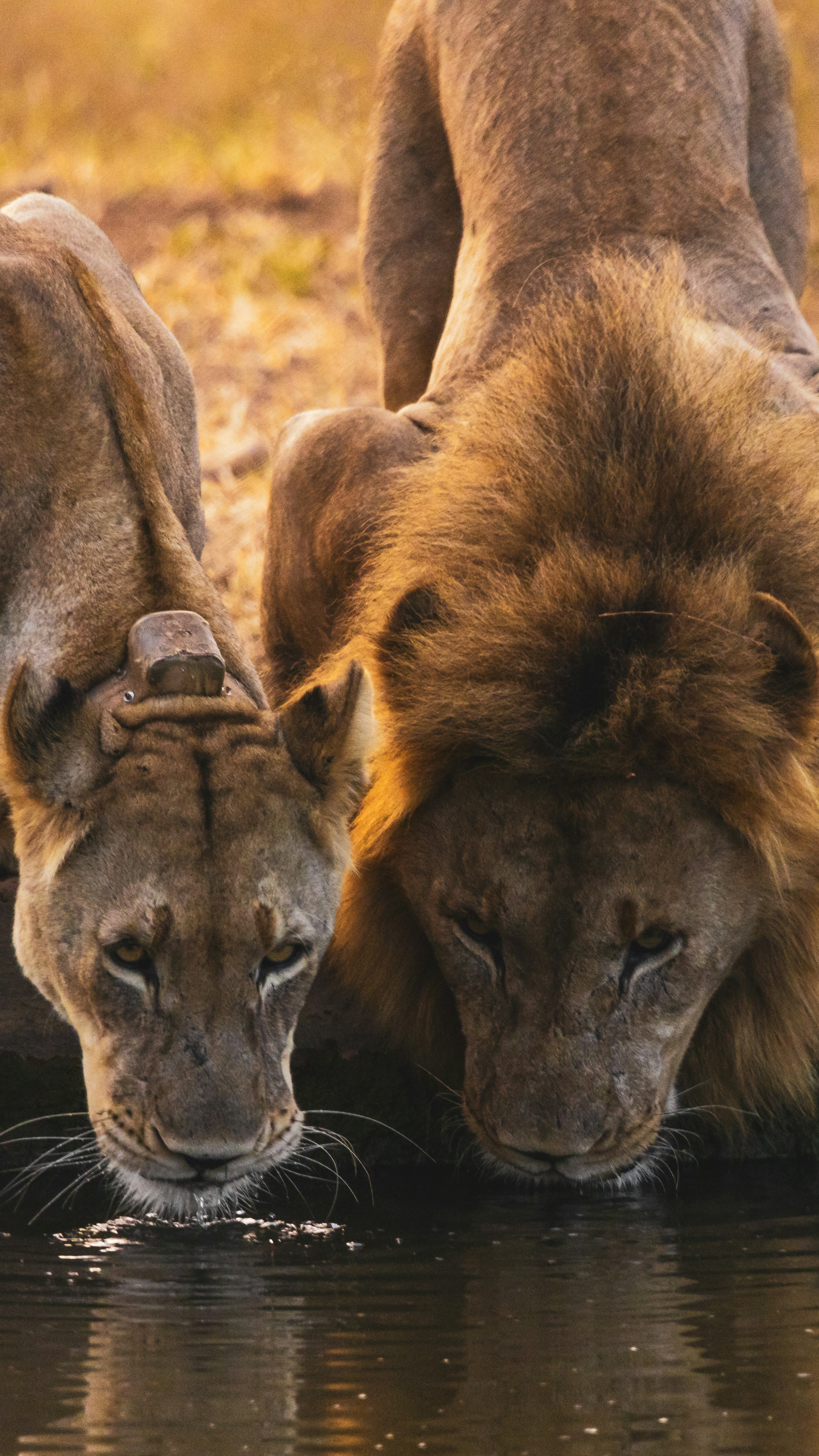 A couple of lions drinking water from a pond photo – Free South africa ...