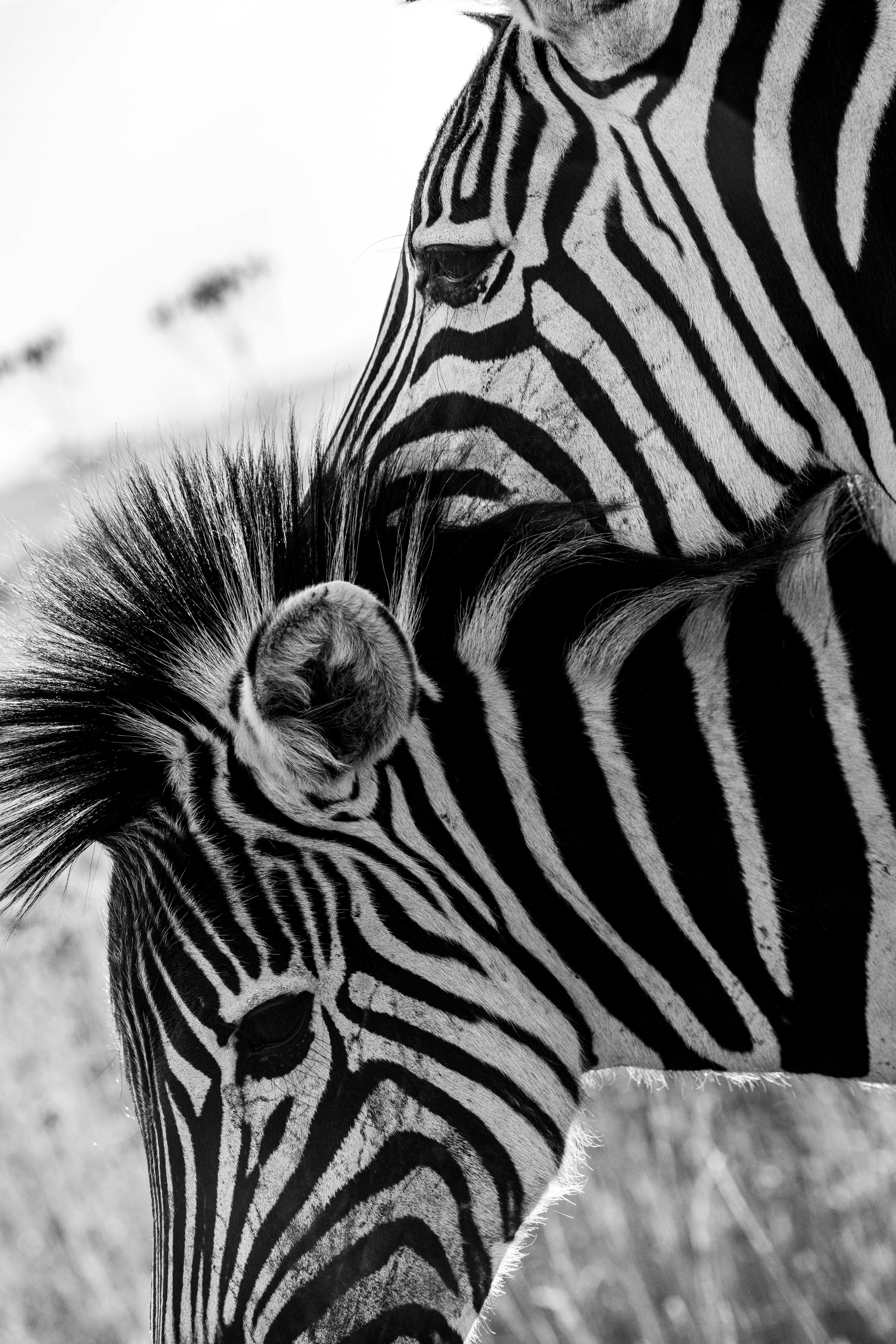 Stripe Dialog: A Zebra in Profile with Interlaced Markings