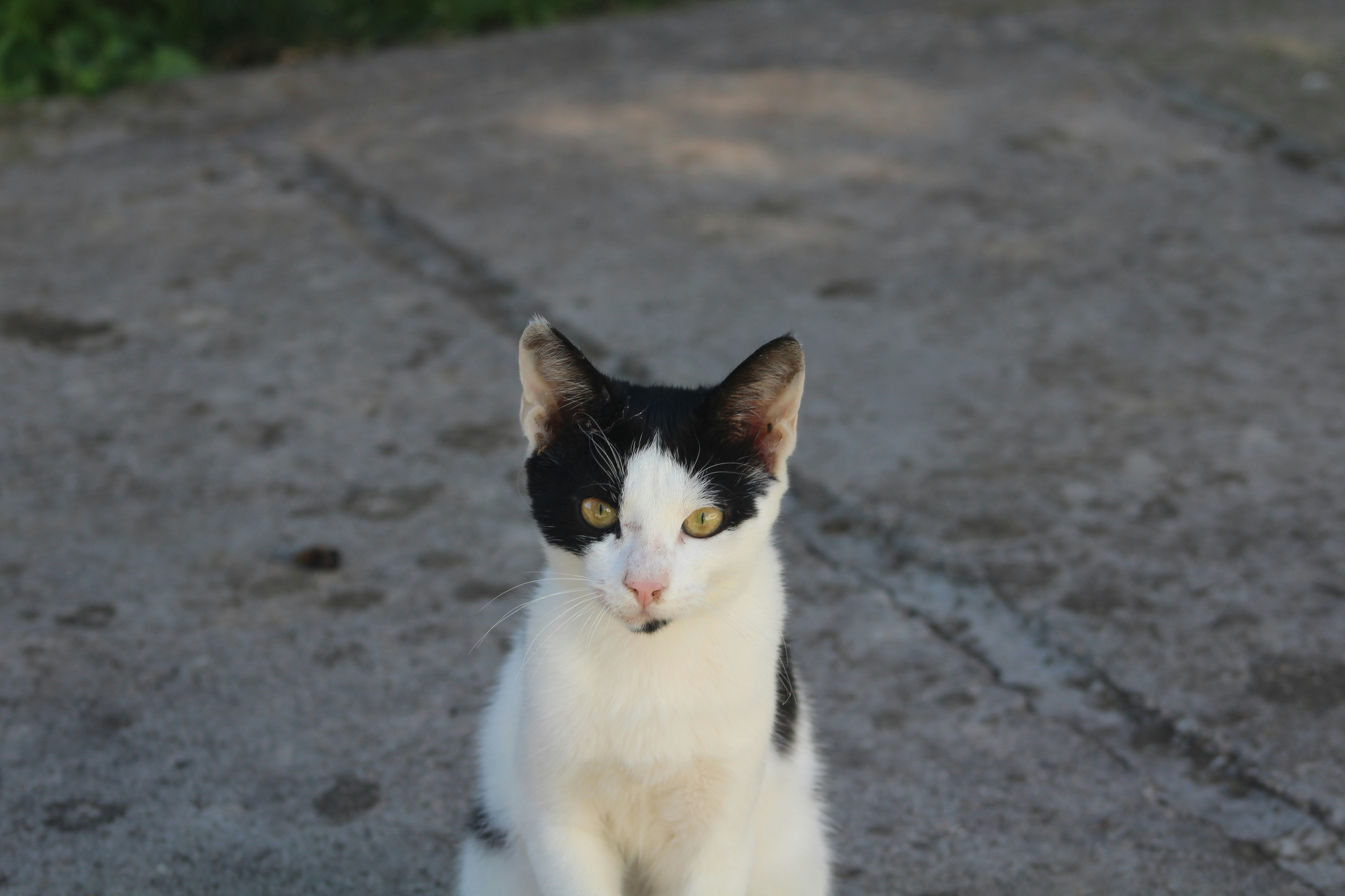 Cat sitting in a corner of the street.Umair Ali Asad