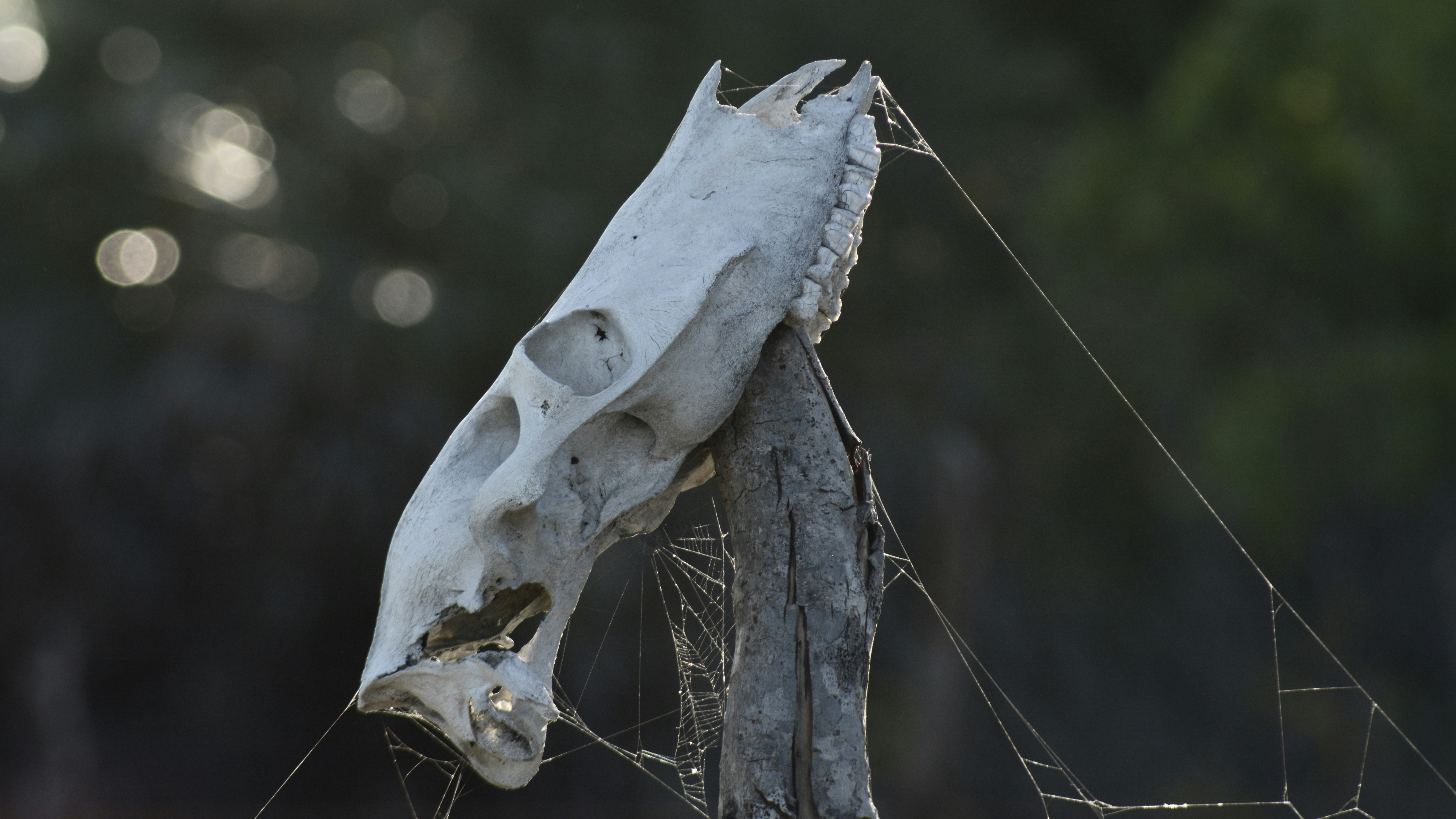 Eerie Harmony: Nature's Sculpture