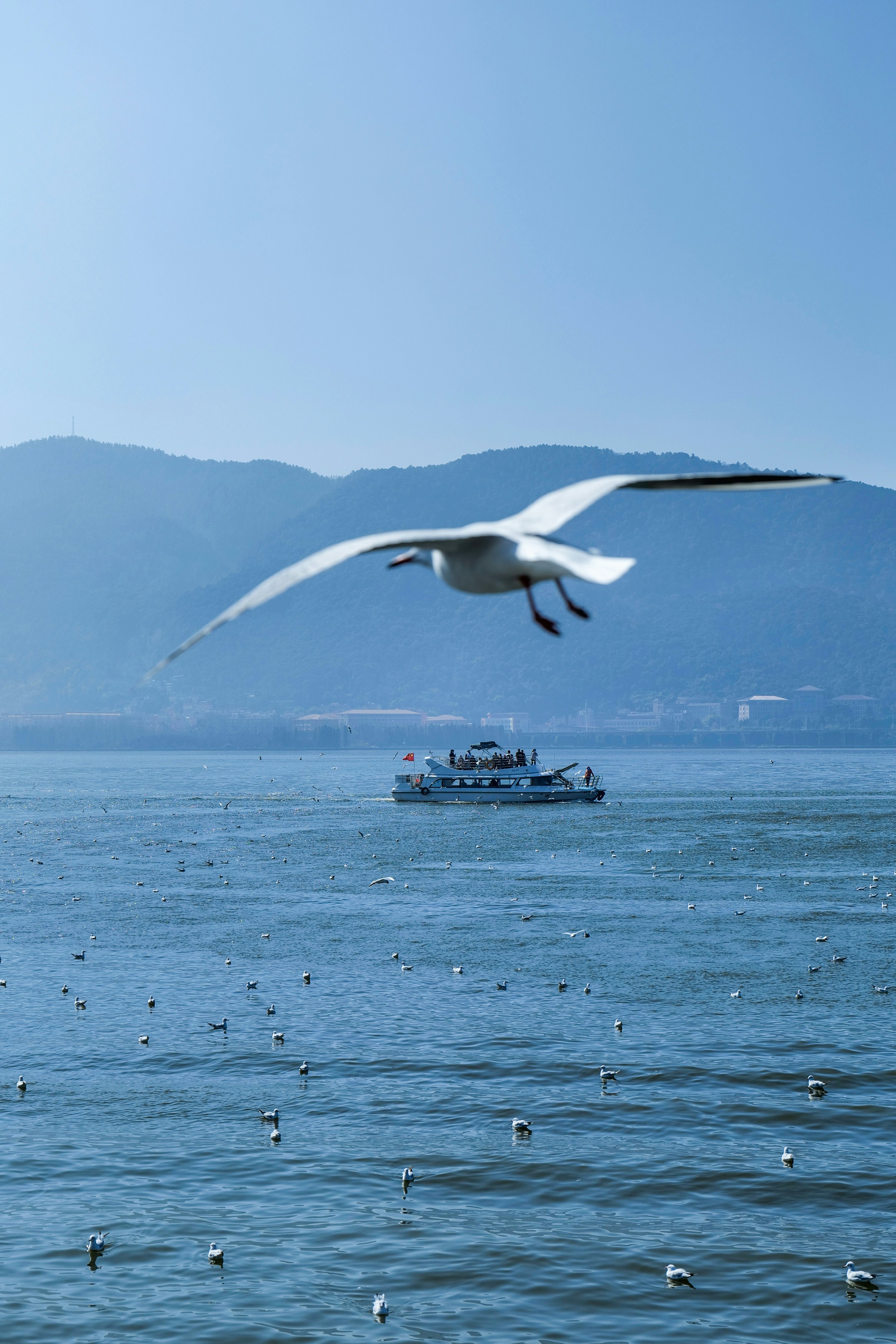 A large white bird flying over a body of water photo – Free Lakes Image ...
