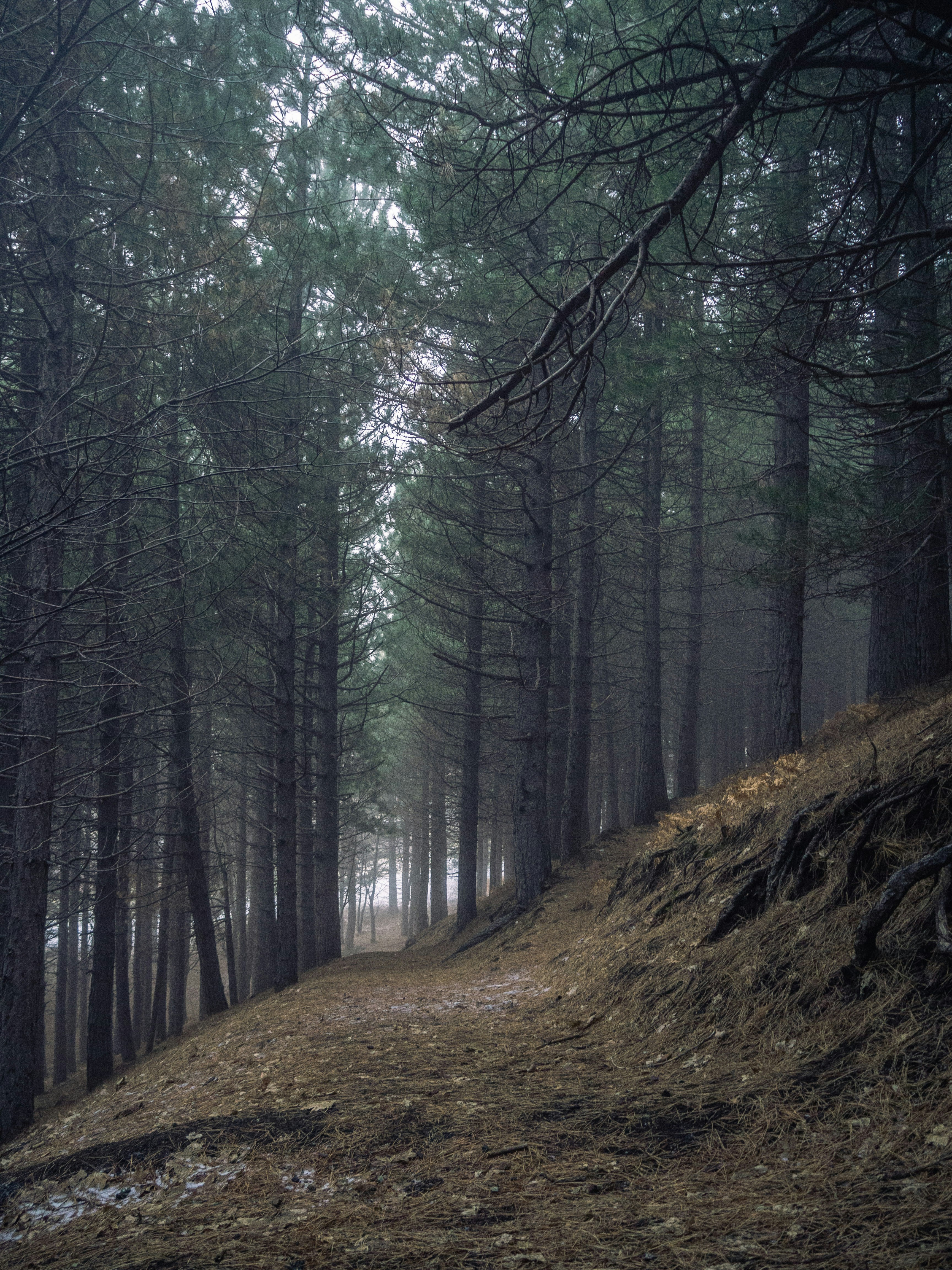 Misty Corridor: A Forest Path Carved by Pine and Fog