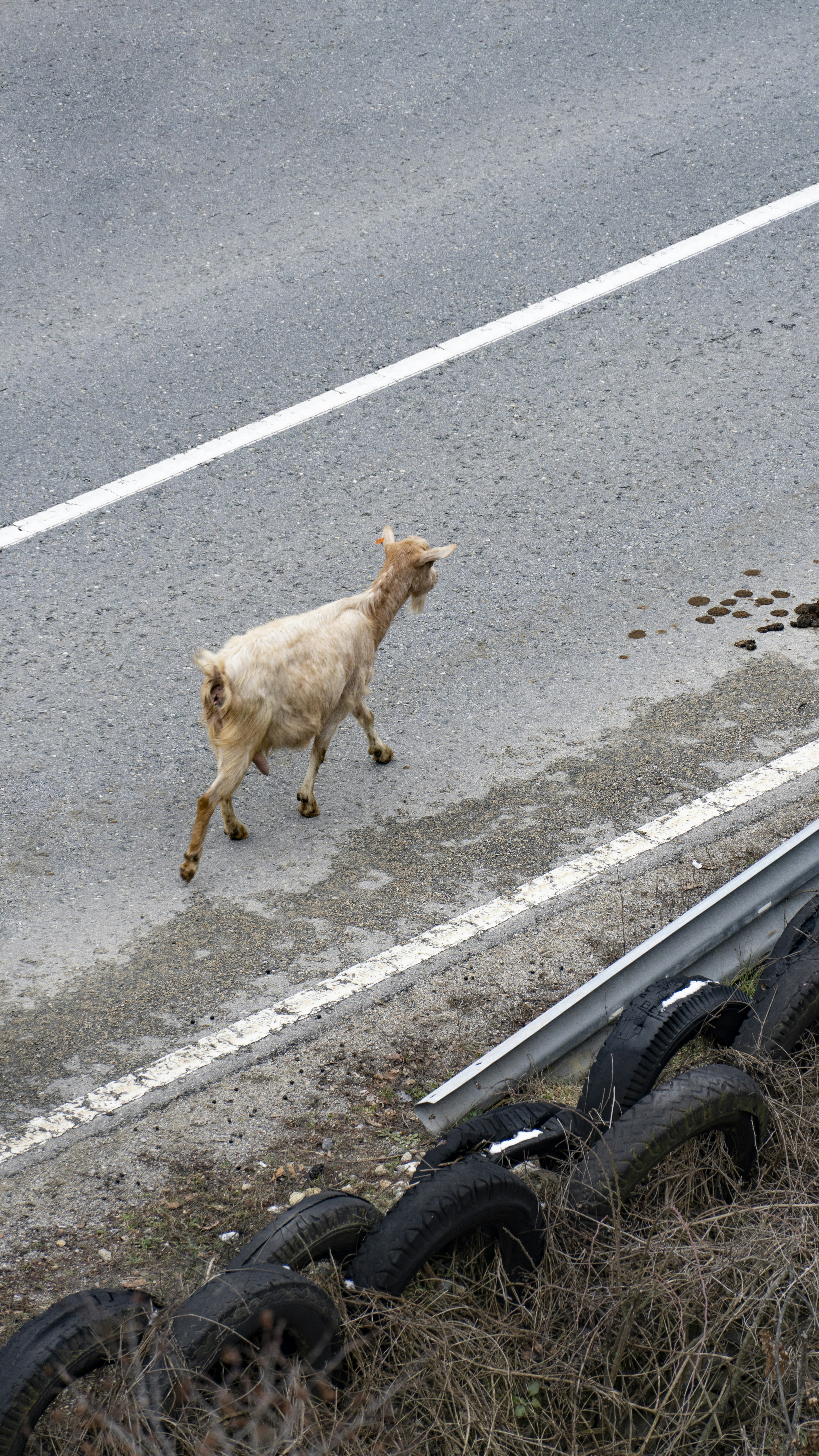 a sheep walking down a road next to a pile of tires