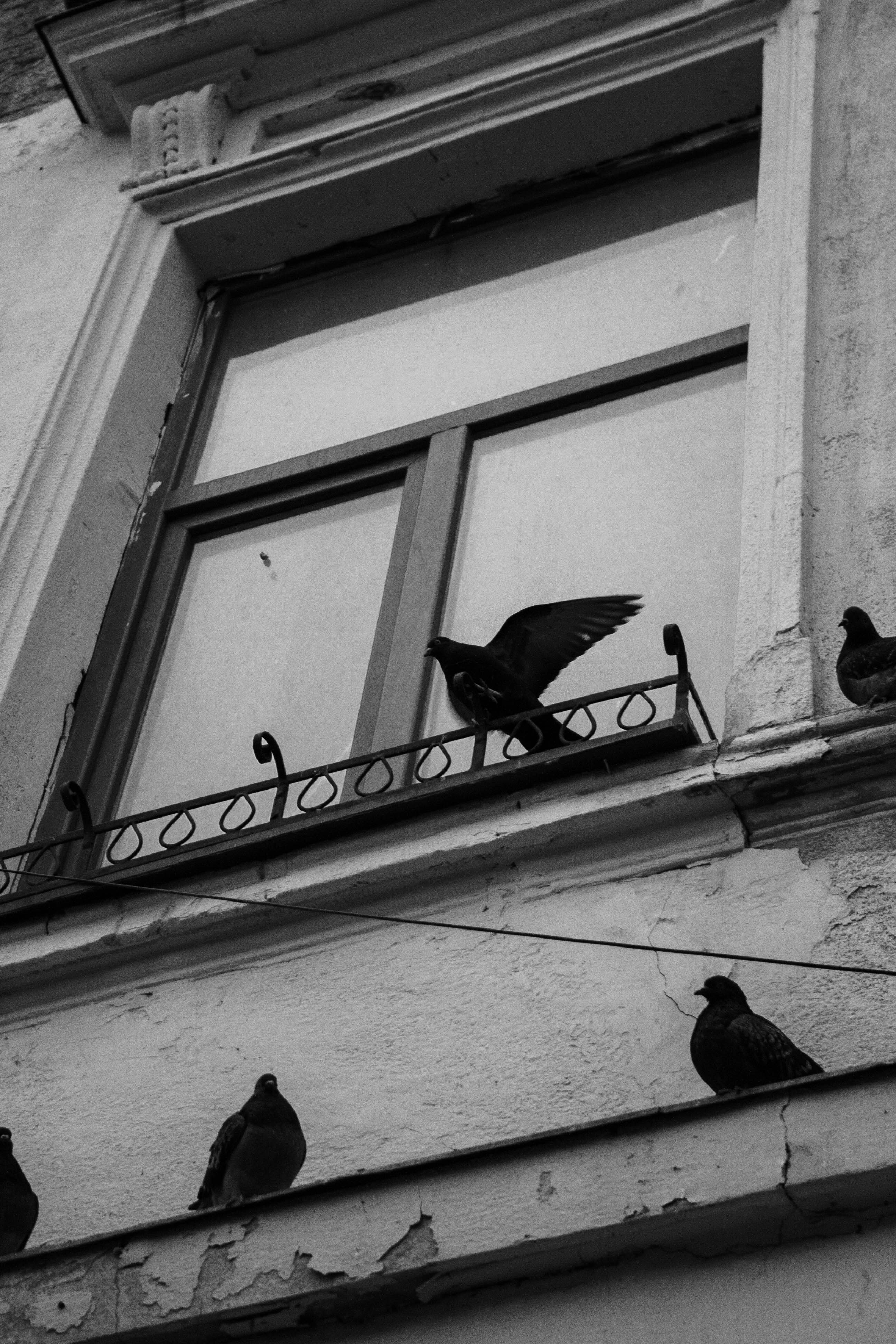 a flock of birds sitting on top of a window sill