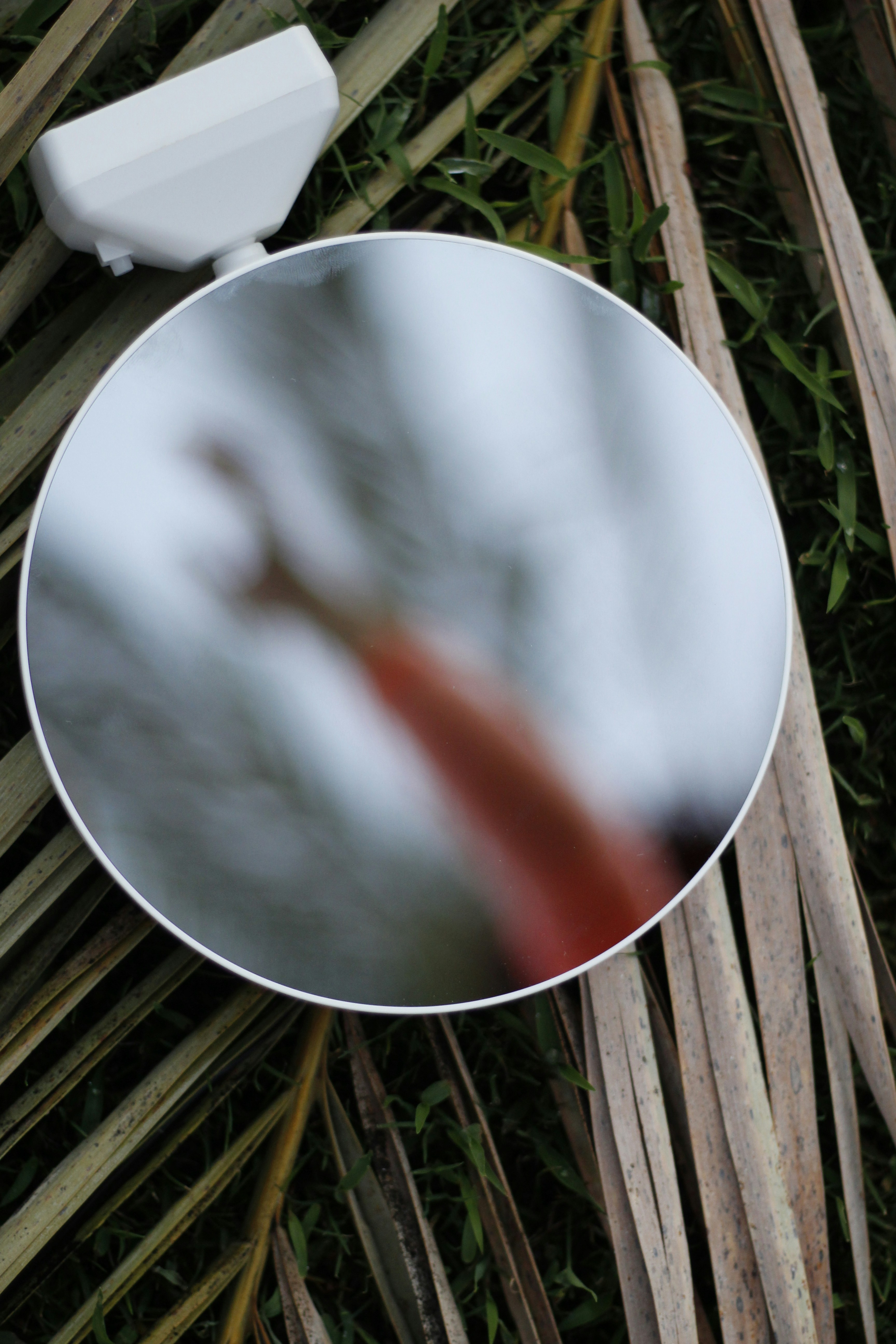 Whispered Reflections: A Round Mirror Among Reeds
