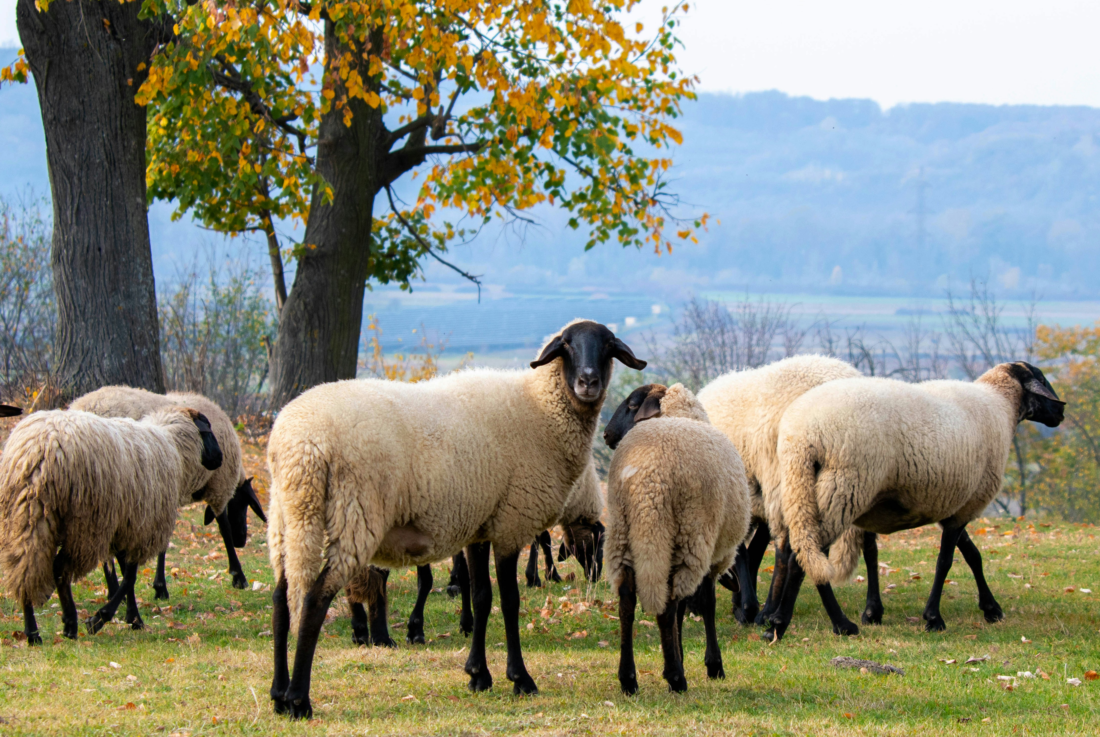 A herd of sheep walking across a lush green field photo – Free Pastorit ...