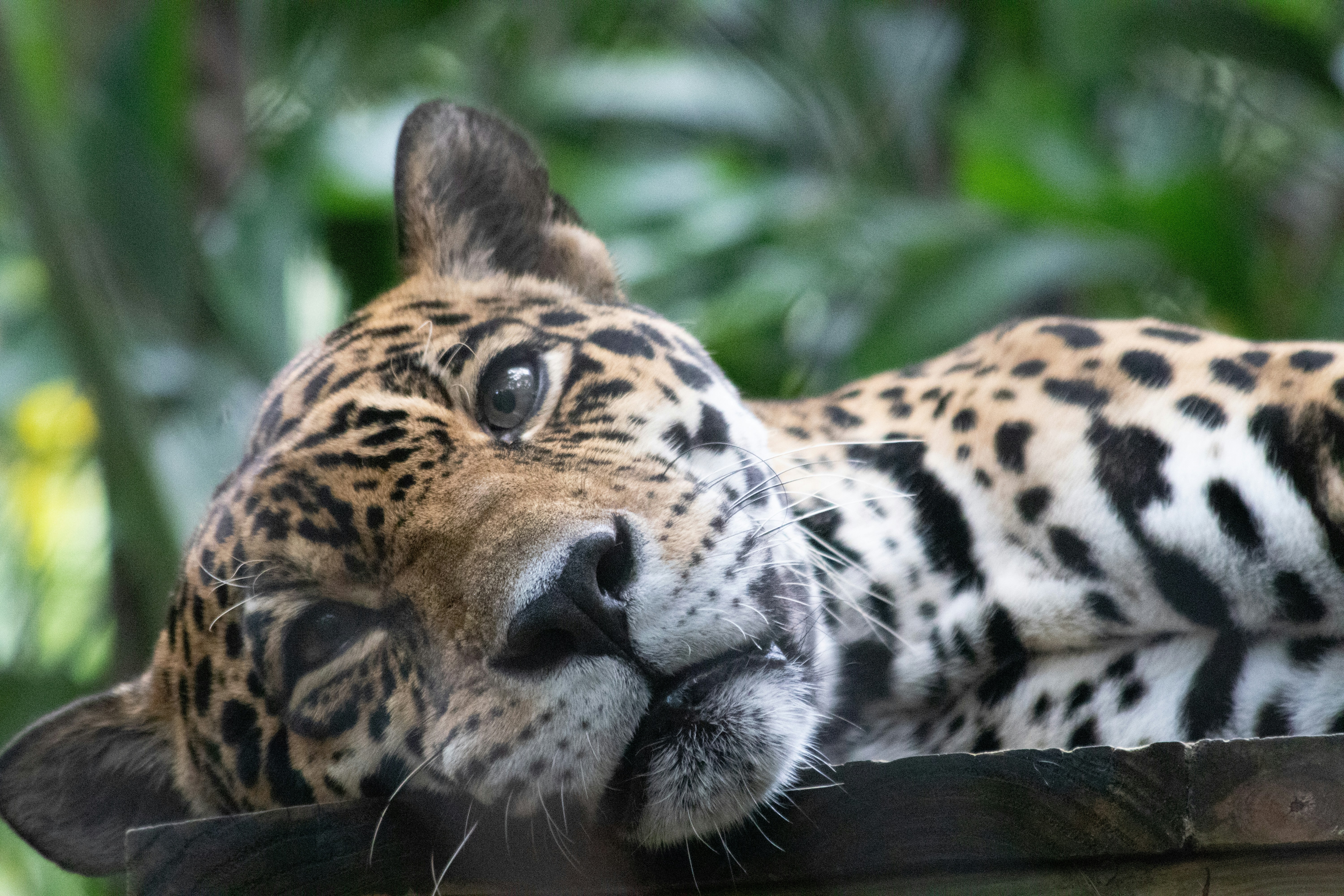 A close up of a leopard laying on a ledge photo – Free Animal Image on ...