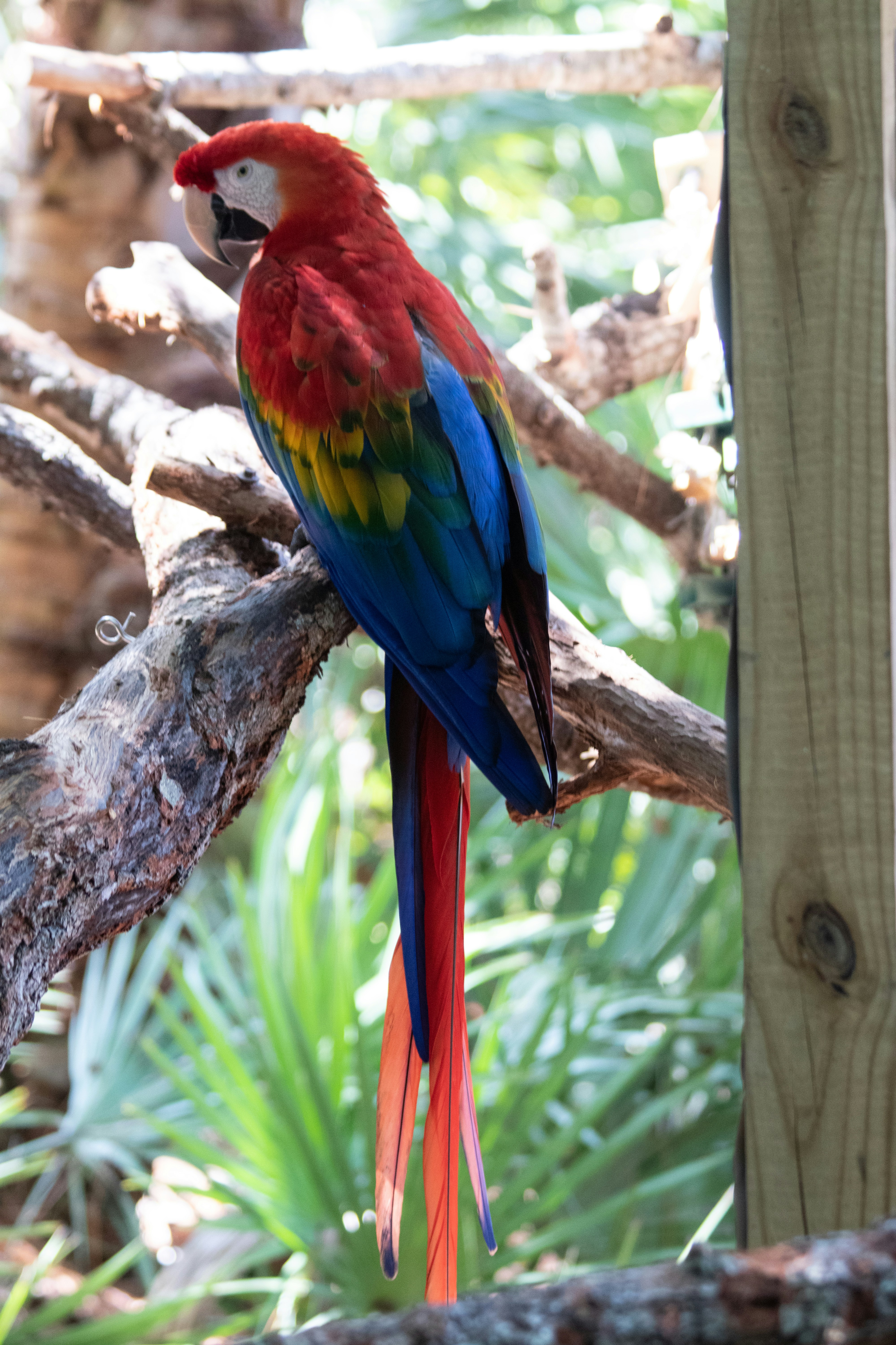A colorful bird perched on top of a tree branch photo – Free Animal ...