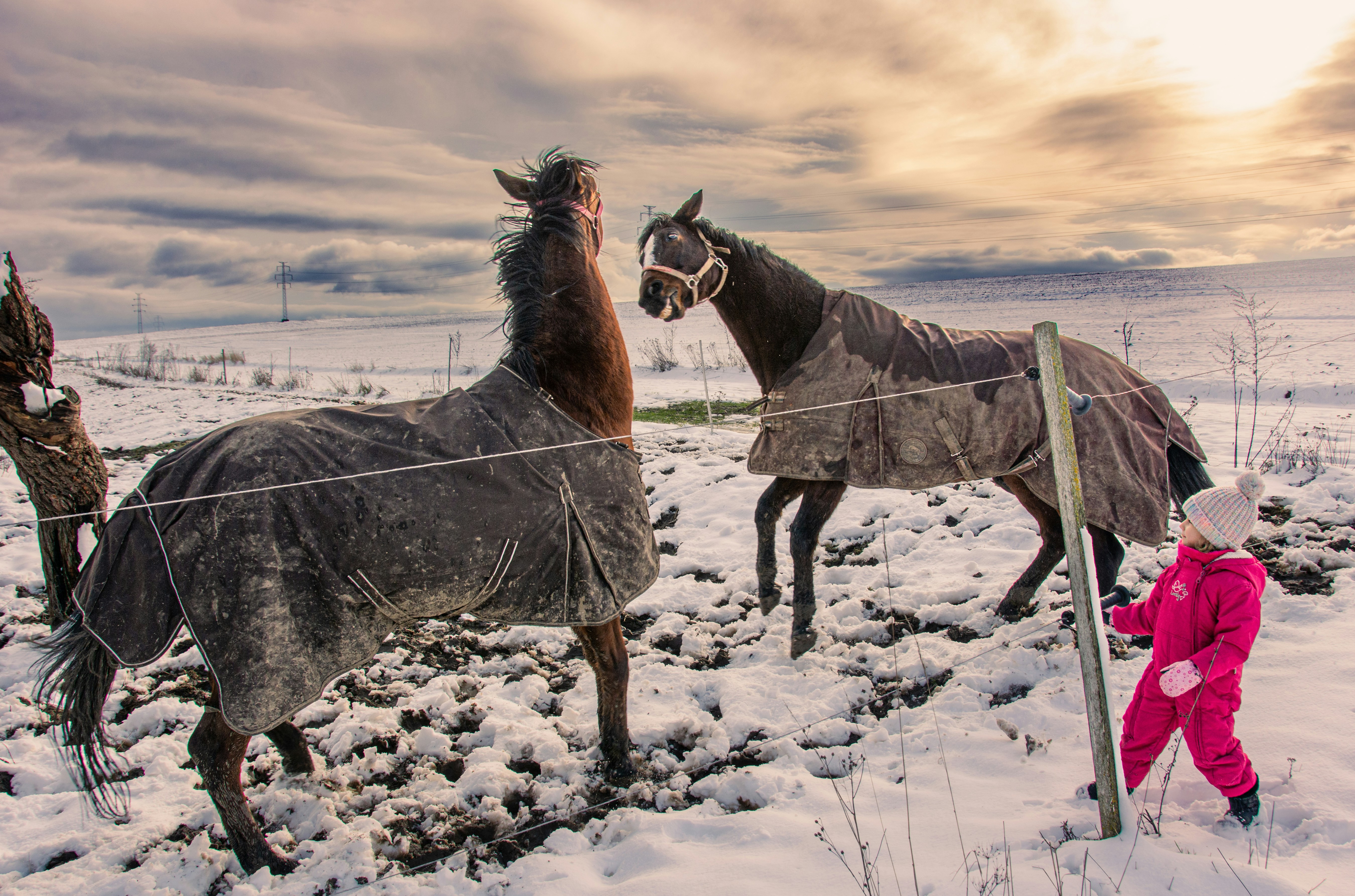 A little girl standing next to two horses in the snow photo – Free ...